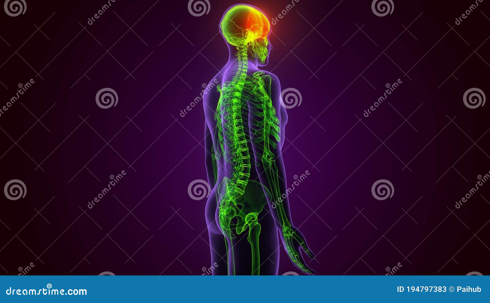 Human Skeleton Skull Frontal Bone Anatomy for Medical Concept 3D ...