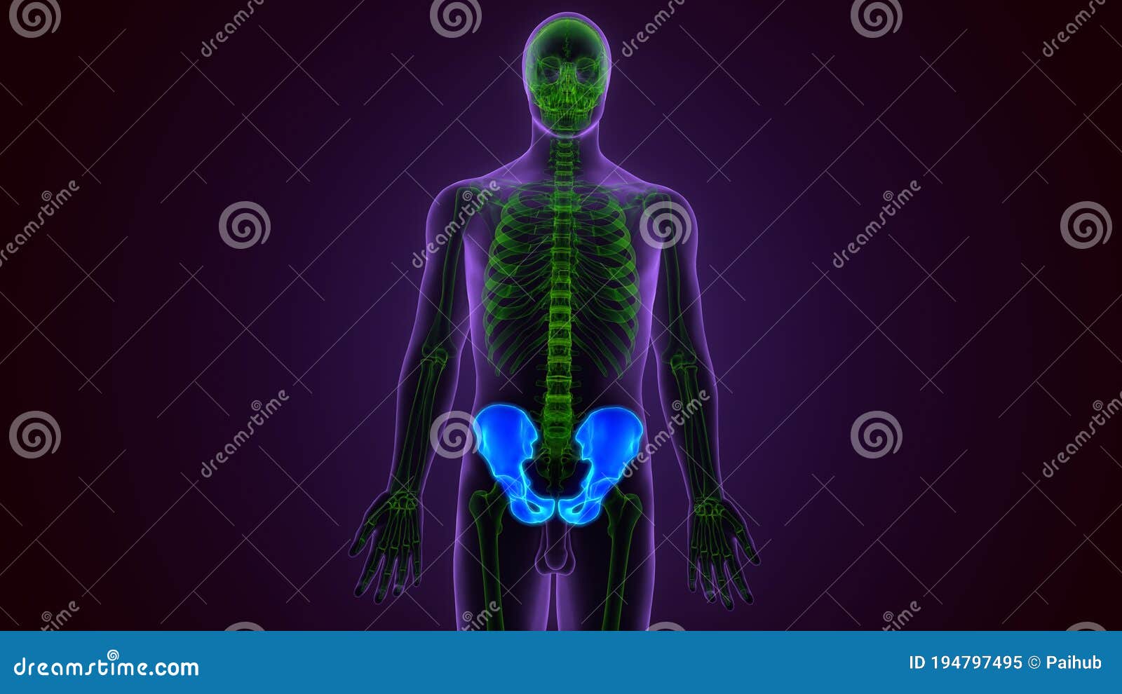Human Skeleton Skull Frontal Bone Anatomy for Medical Concept 3D ...