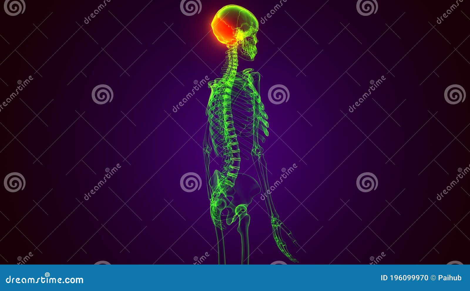 Human Skeleton Skull Frontal Bone Anatomy . 3D Illustration Stock ...