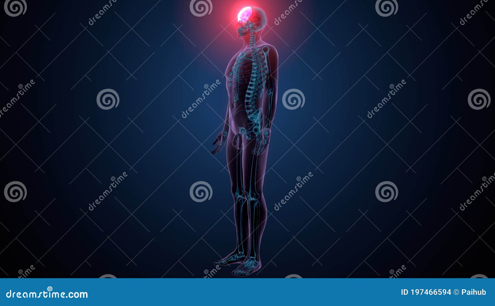 3d Illustration of Human Skeleton Skull Frontal Bone Anatomy Stock ...