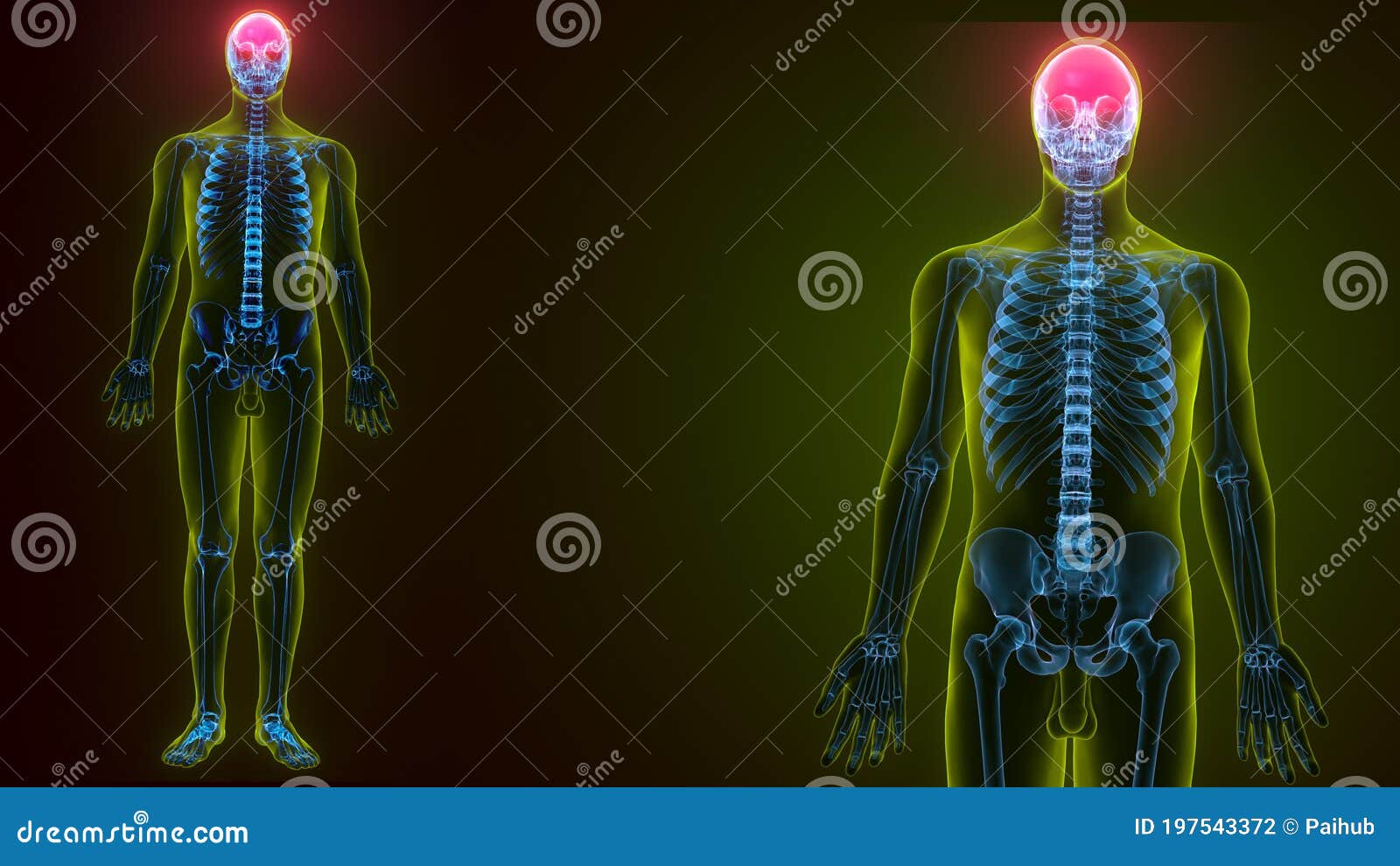 3d Illustration of Human Skeleton Skull Frontal Bone Anatomy Stock ...
