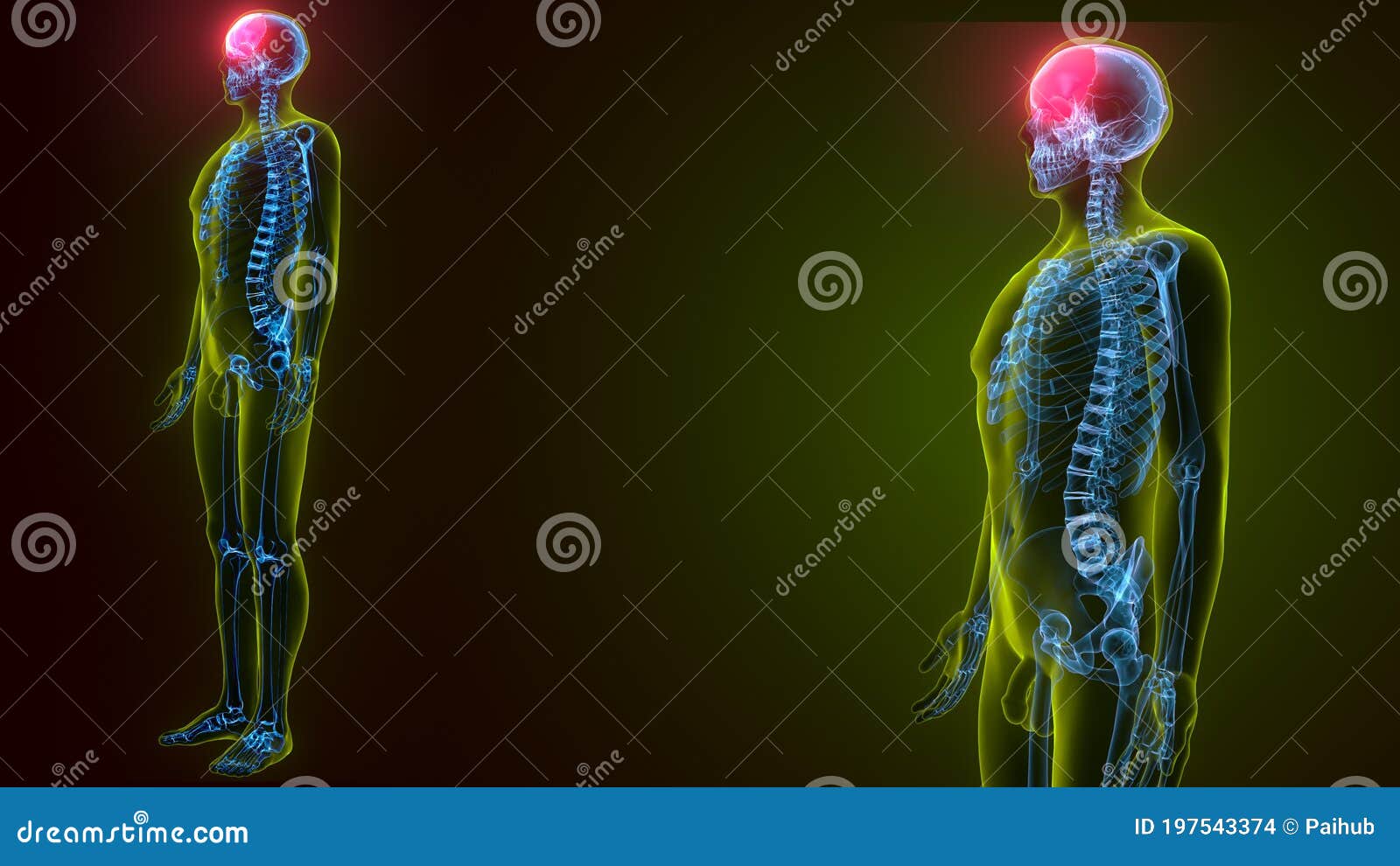 3d Illustration of Human Skeleton Skull Frontal Bone Anatomy Stock ...