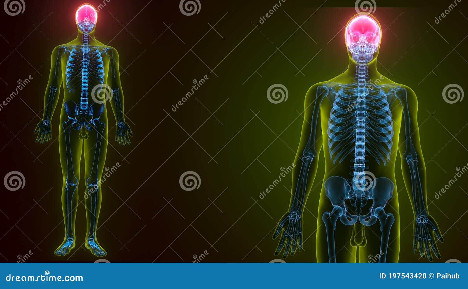 3d Illustration of Human Skeleton Skull Frontal Bone Anatomy Stock ...