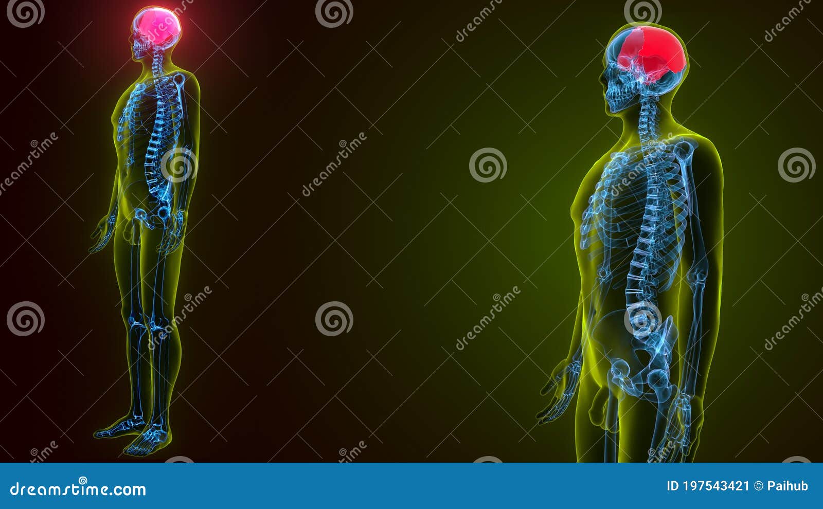 3d Illustration of Human Skeleton Skull Frontal Bone Anatomy Stock ...