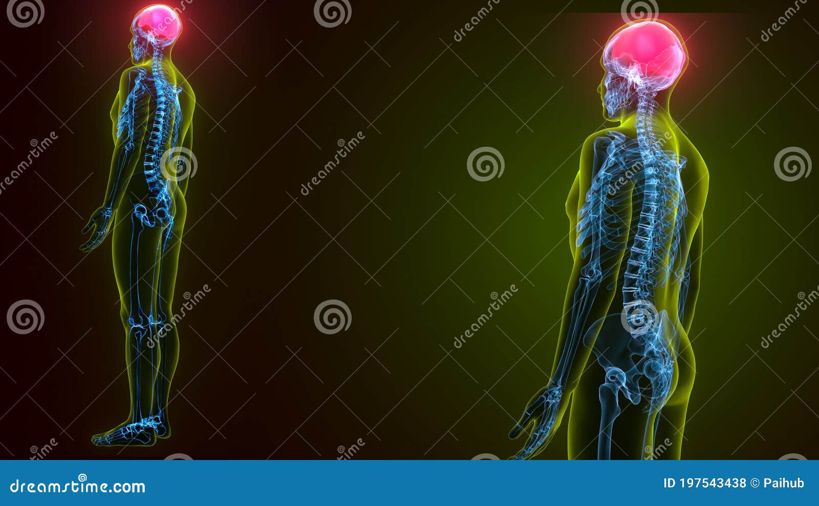 3d Illustration of Human Skeleton Skull Frontal Bone Anatomy Stock ...