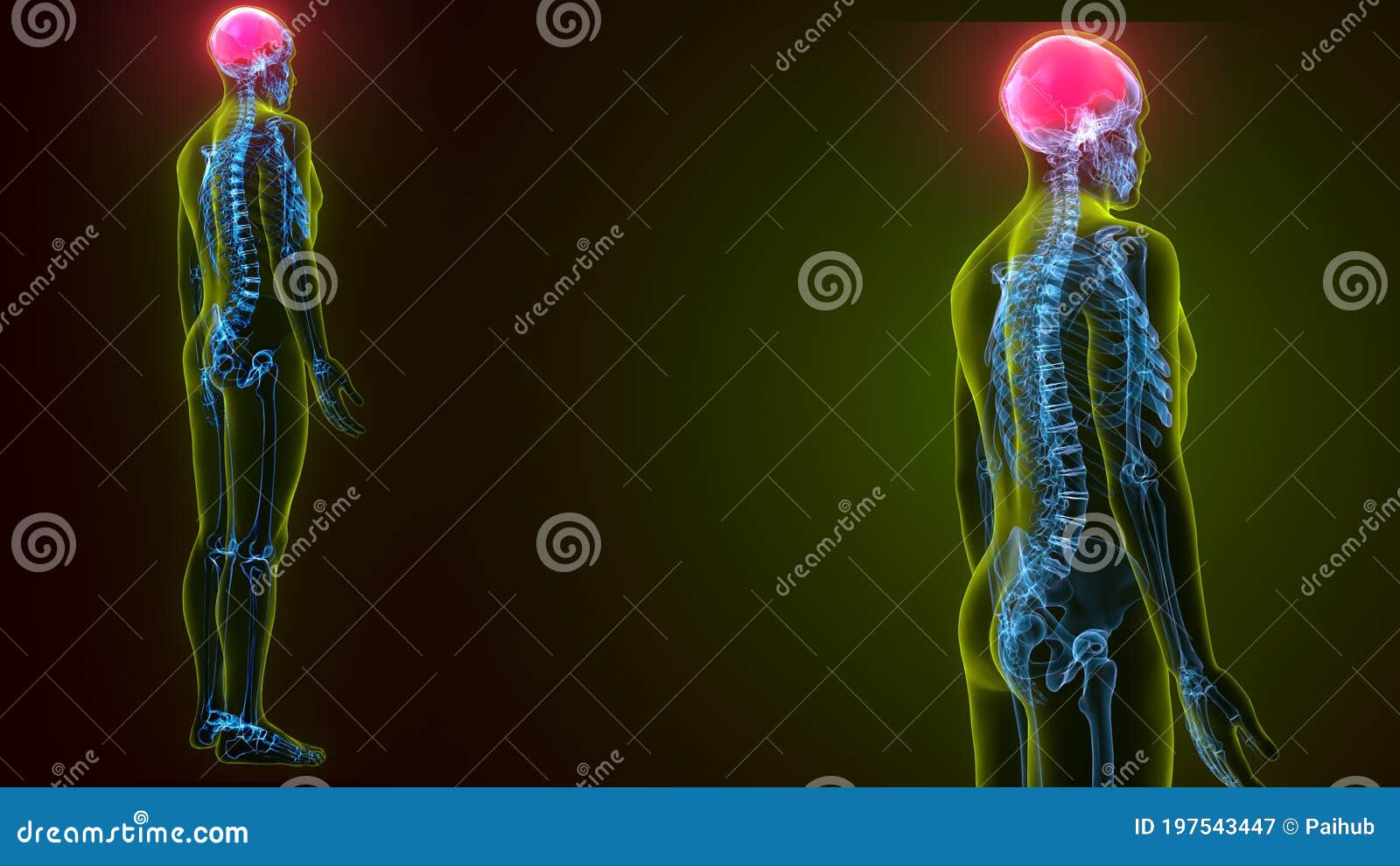 3d Illustration of Human Skeleton Skull Frontal Bone Anatomy Stock ...