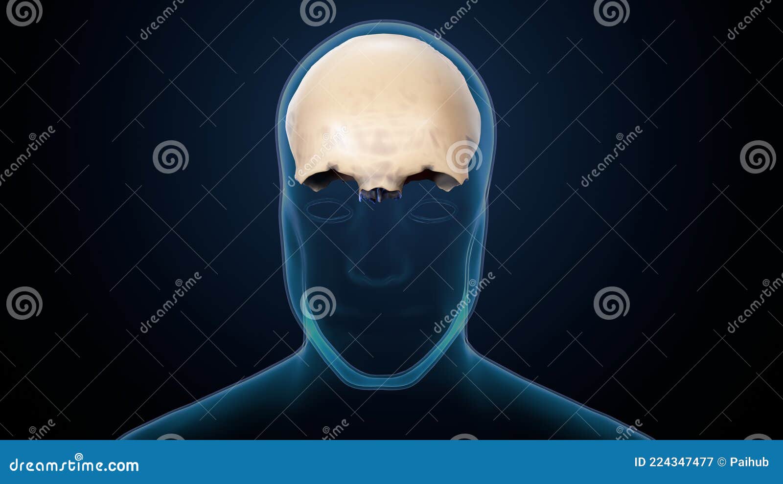 Human Skeleton Skull Frontal Bone Anatomy. 3d Illustration Stock ...
