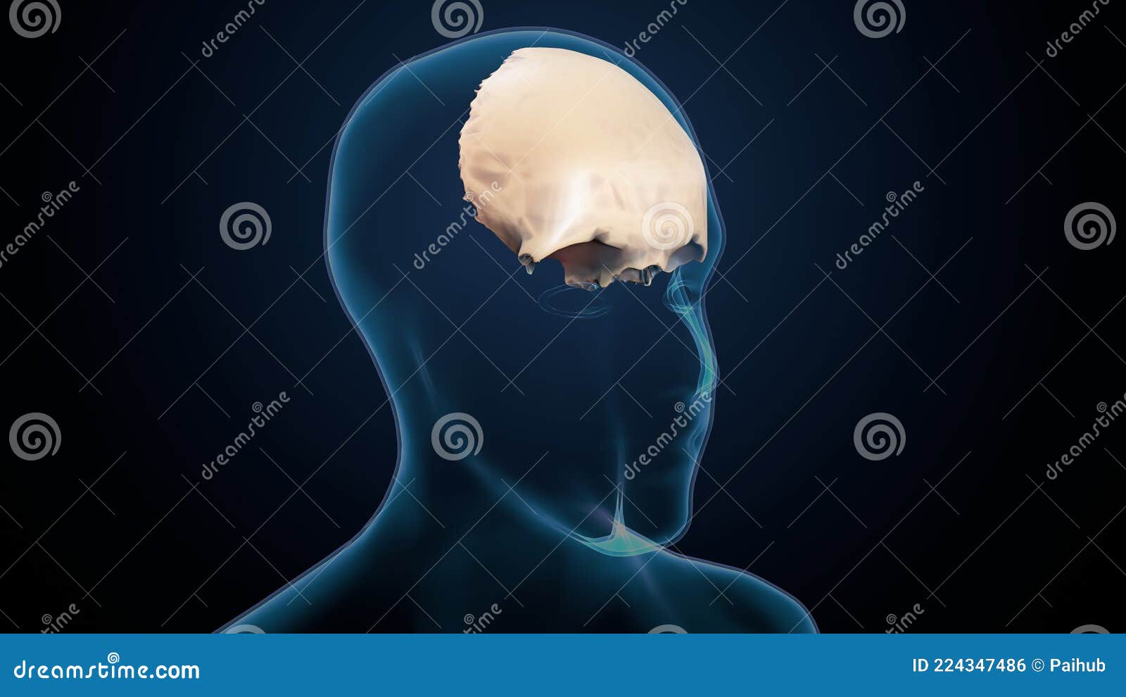 Human Skeleton Skull Frontal Bone Anatomy. 3d Illustration Stock ...