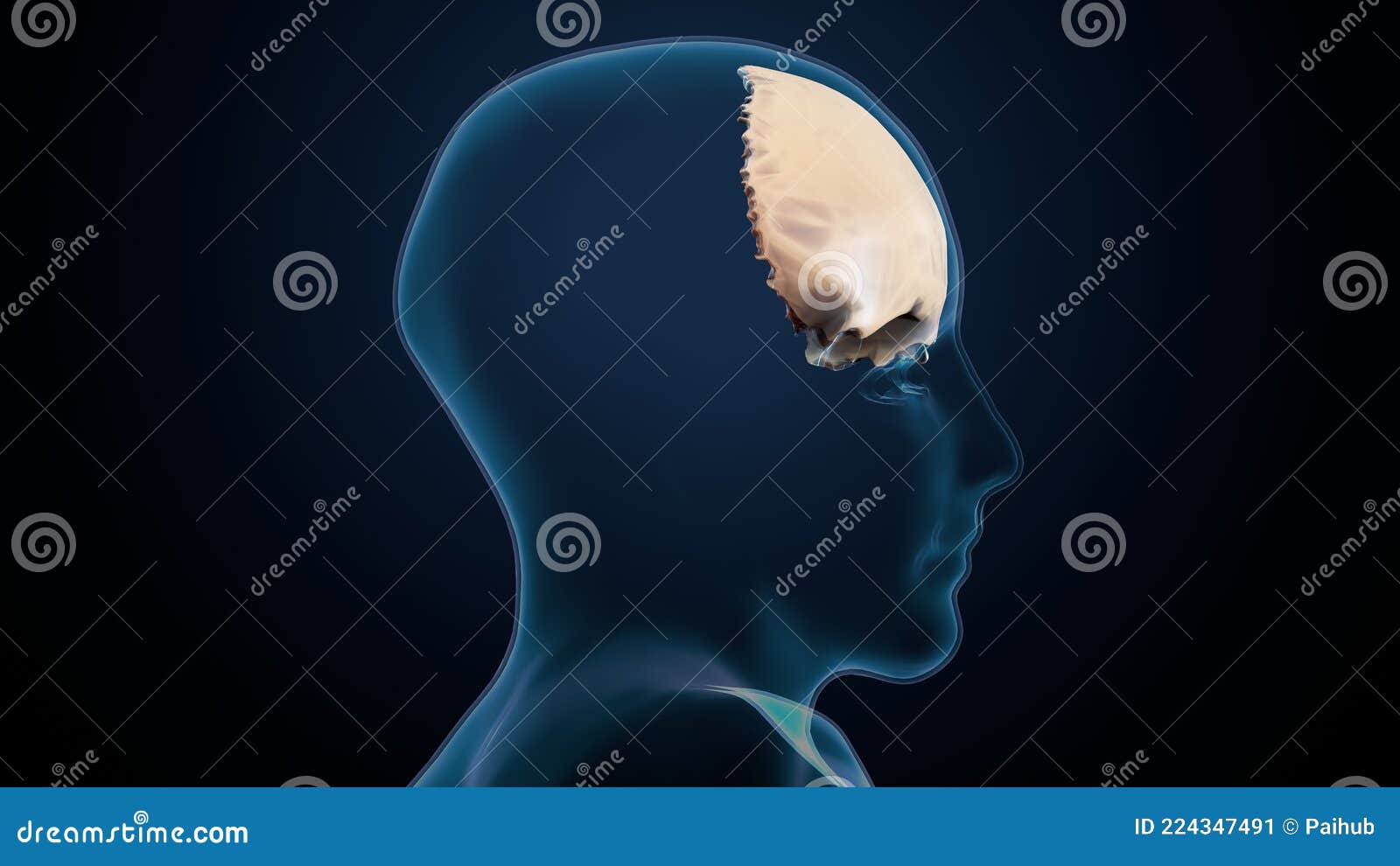 Human Skeleton Skull Frontal Bone Anatomy. 3d Illustration Stock ...