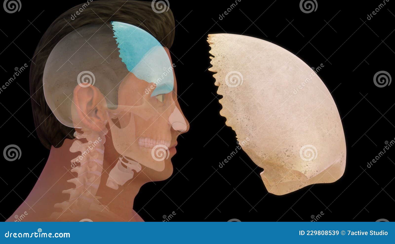 Human Skeleton Skull Bone - Frontal Stock Illustration - Illustration ...