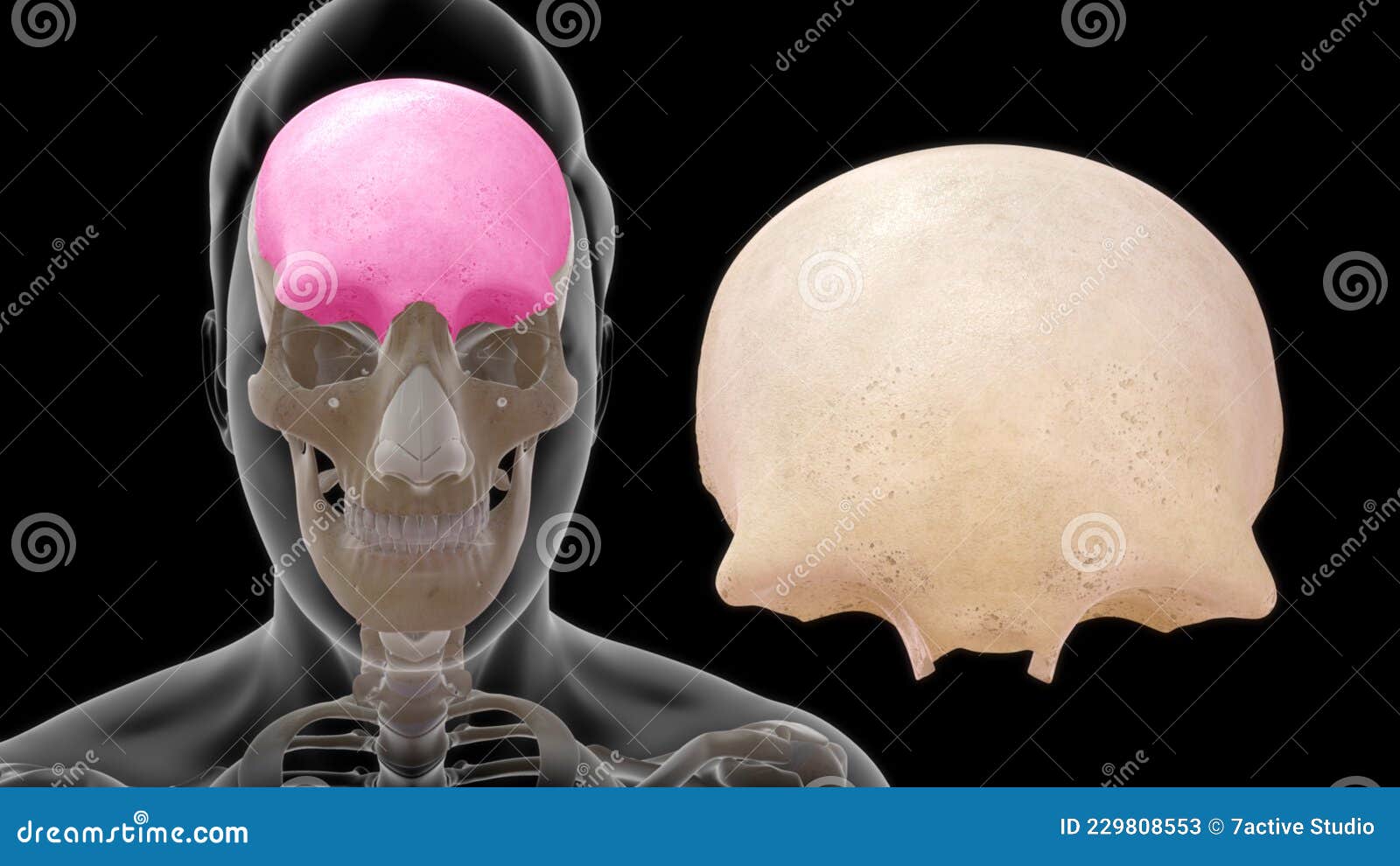 Human Skeleton Skull Bone - Frontal Stock Illustration - Illustration ...
