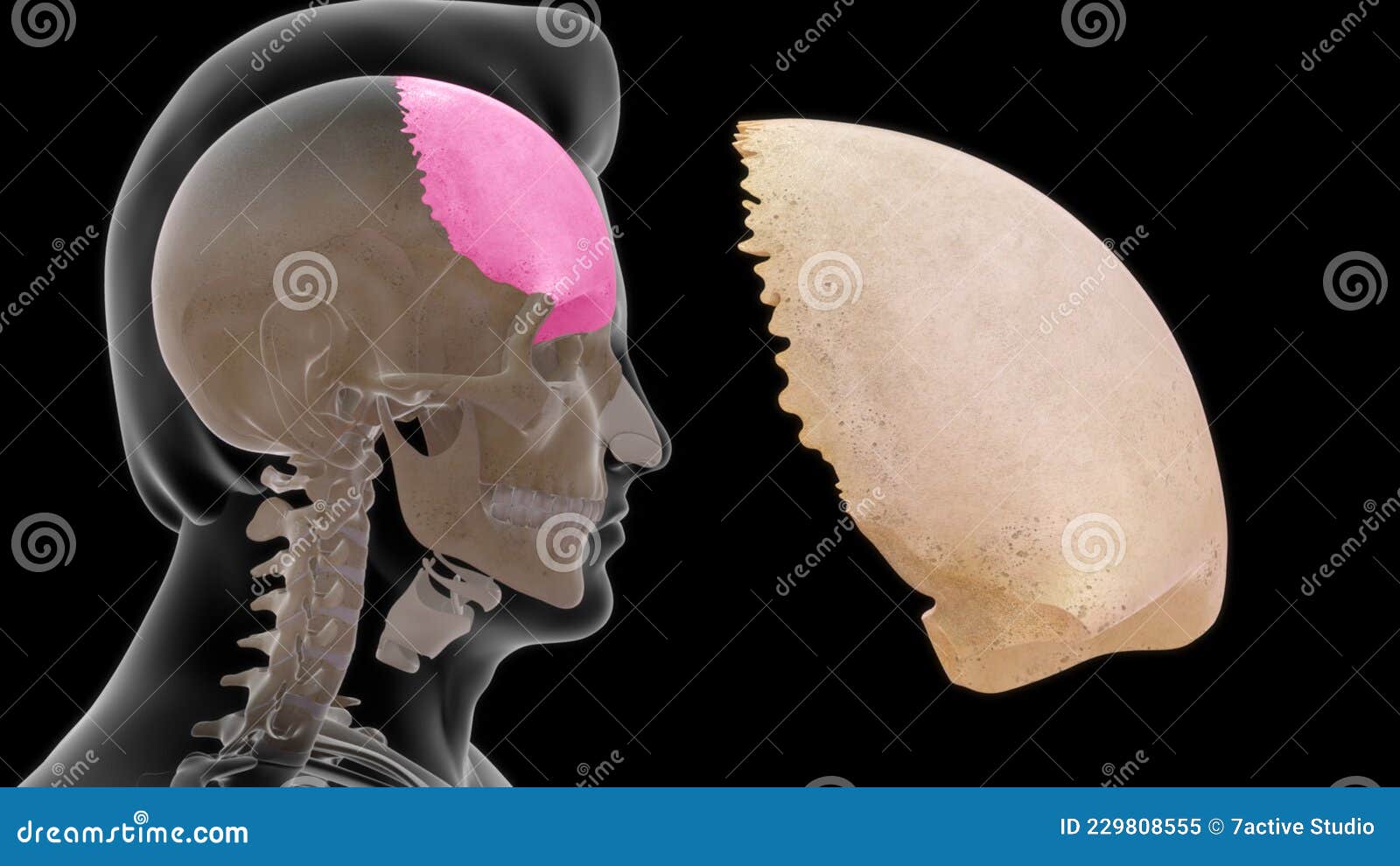 Human Skeleton Skull Bone - Frontal Stock Illustration - Illustration ...
