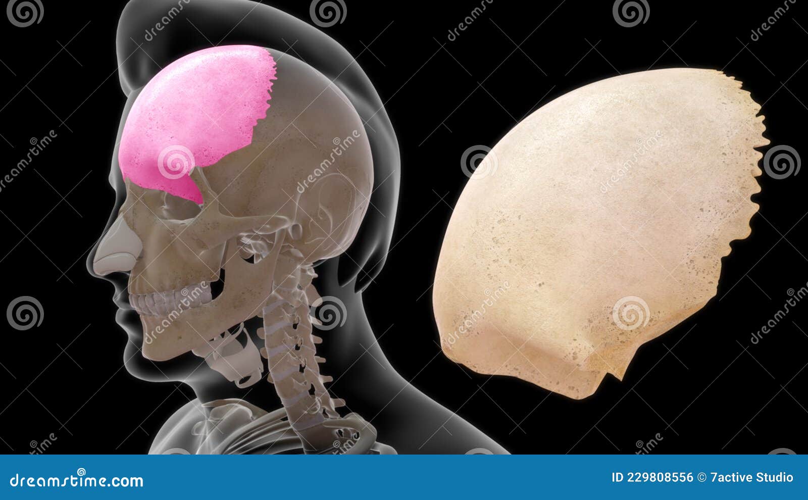Human Skeleton Skull Bone - Frontal Stock Illustration - Illustration ...