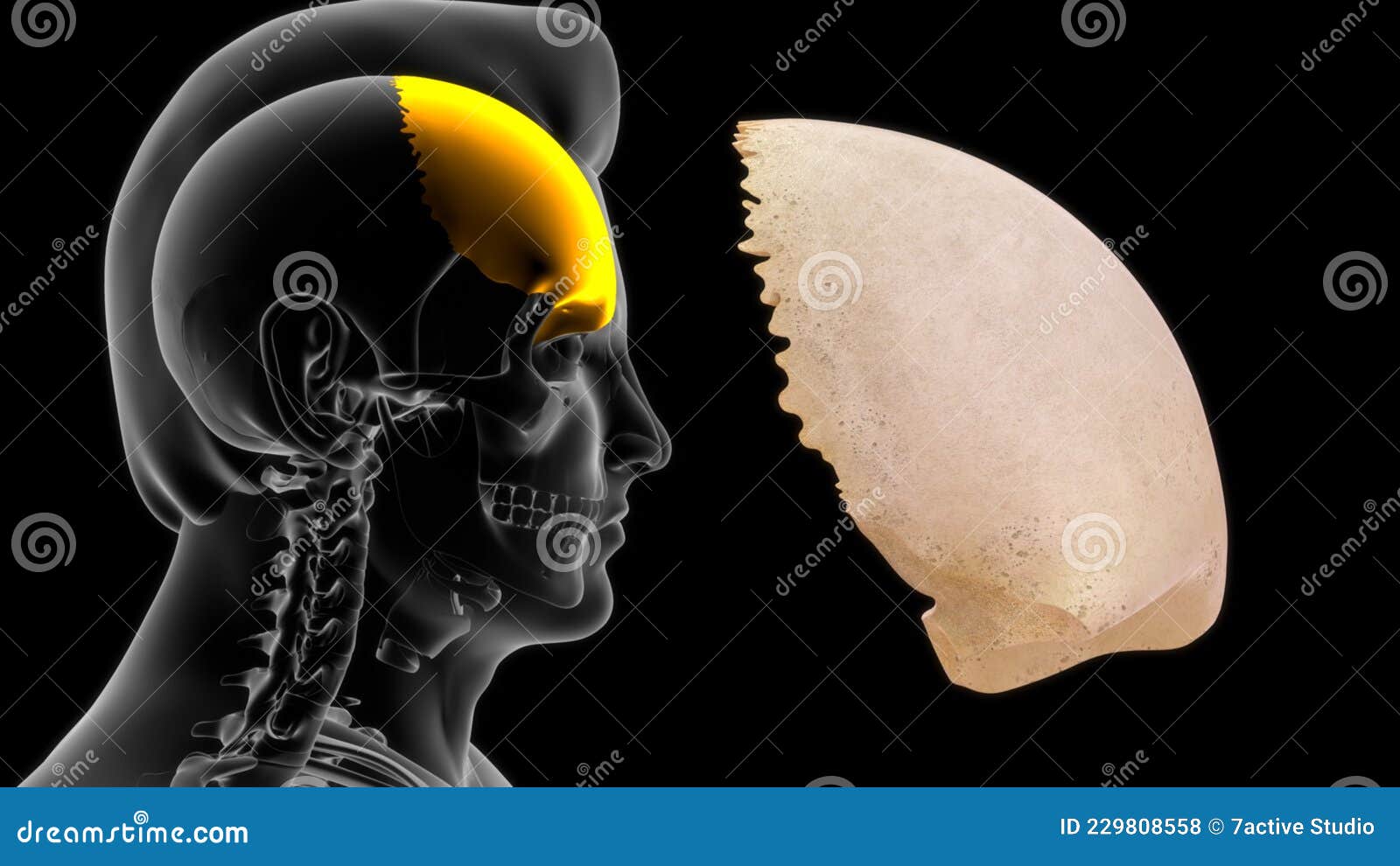 Human Skeleton Skull Bone - Frontal Stock Illustration - Illustration ...