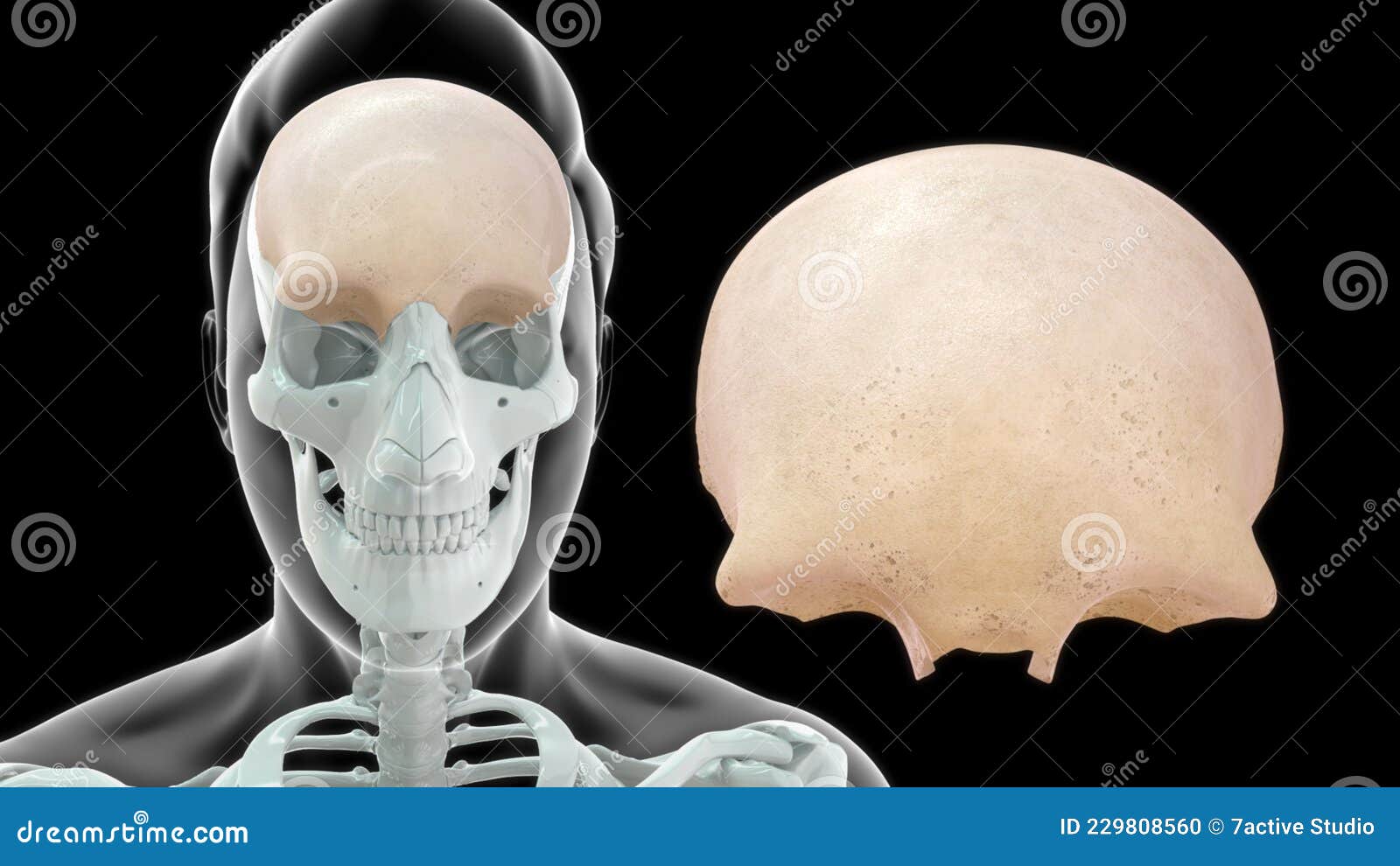 Human Skeleton Skull Bone - Frontal Stock Illustration - Illustration ...