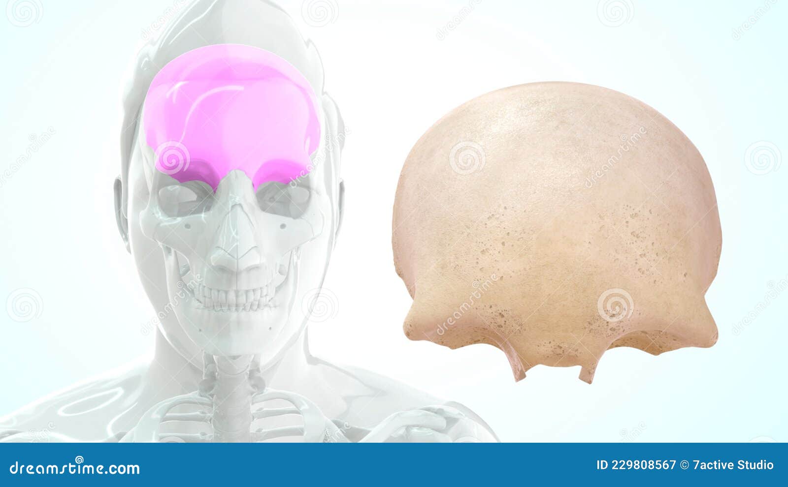 Human Skeleton Skull Bone - Frontal Stock Illustration - Illustration ...