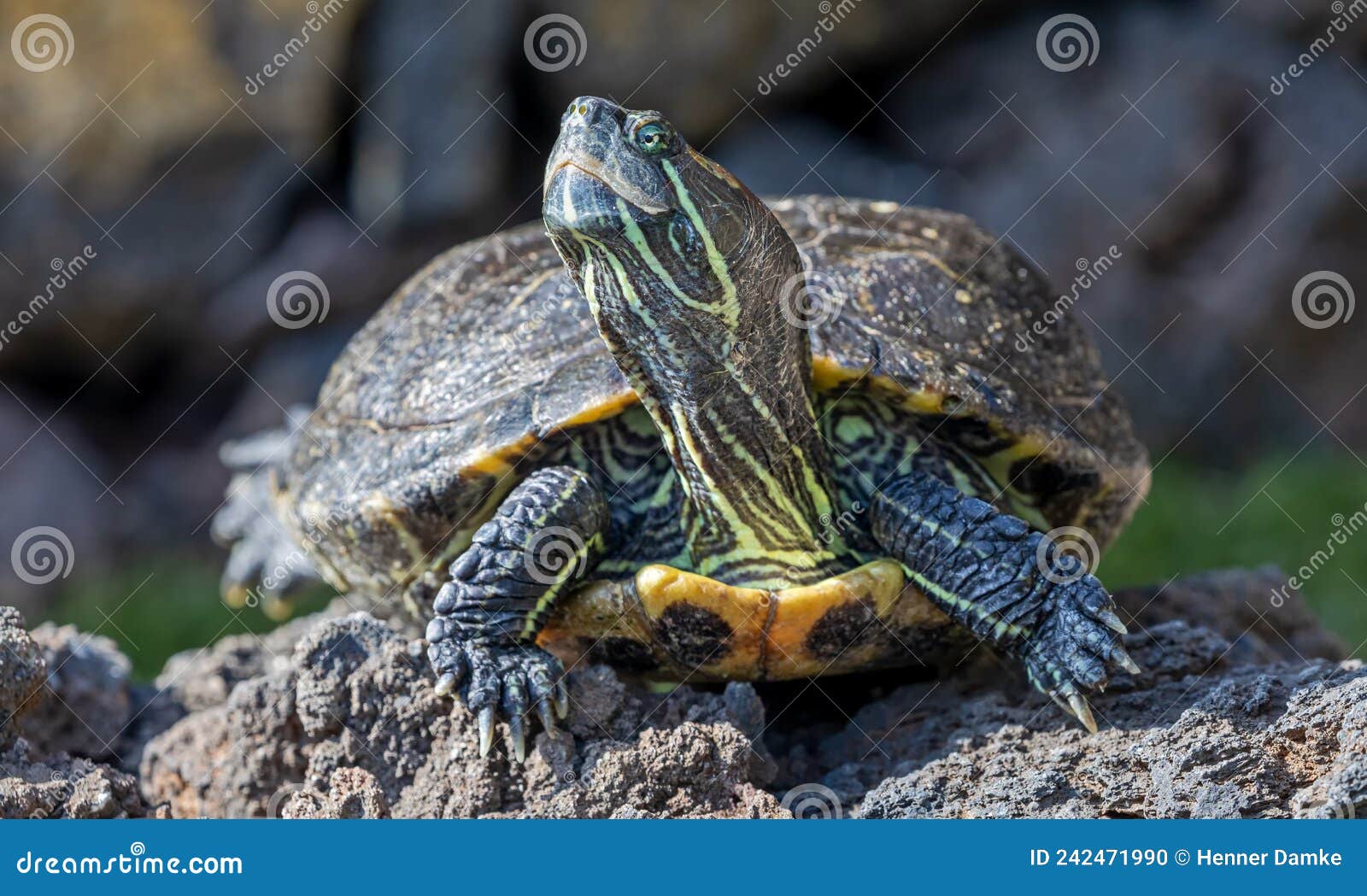Frontal Close-up View of a Yellow-bellied Slider Stock Photo - Image of ...