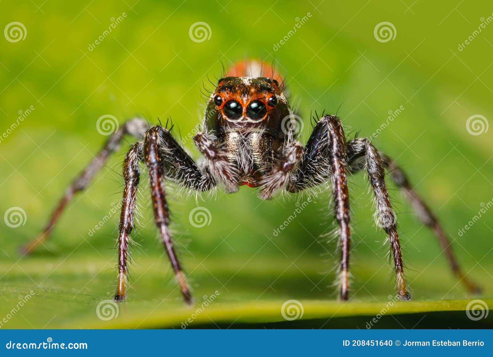Frontal Closeup of a Jumping Spider Stock Photo - Image of frigga ...