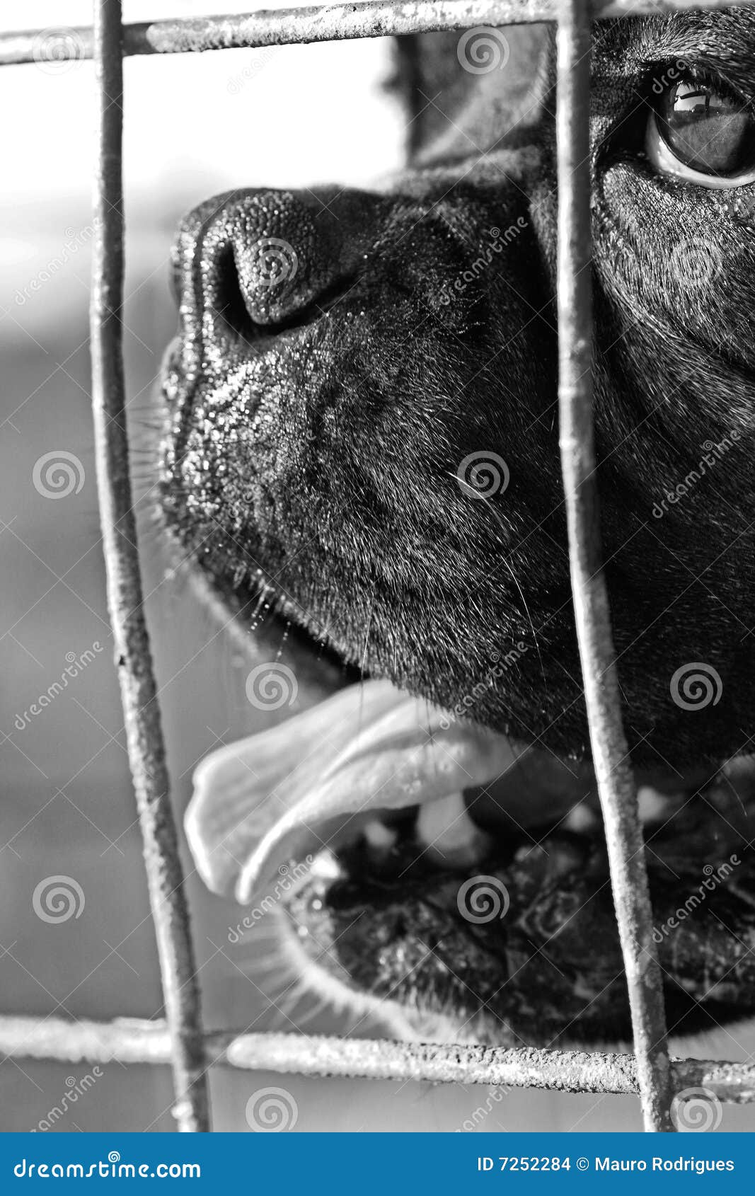 Frontal Capture Of A Mountain Goat Royalty-Free Stock Photography ...