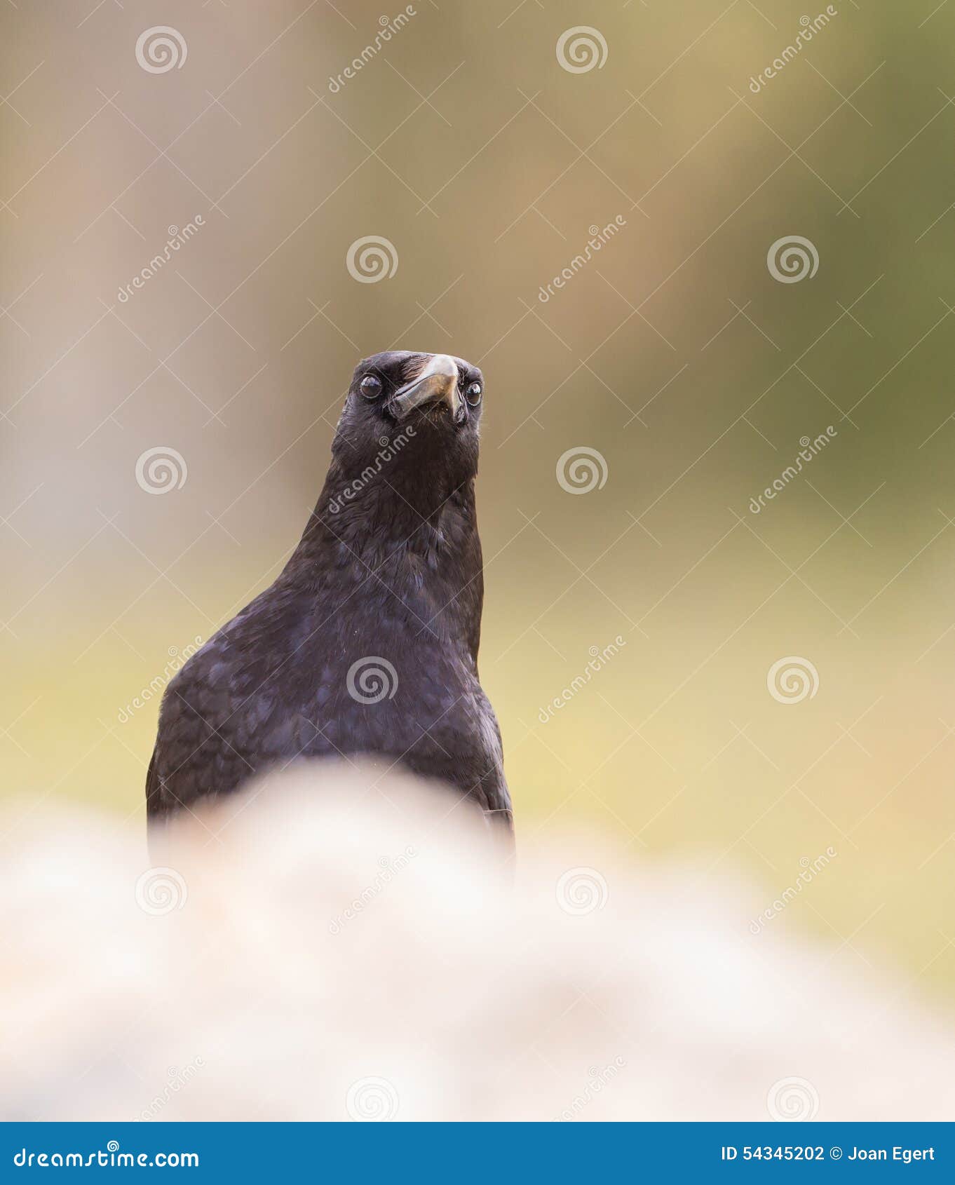 Frontal Head-shot of Common Raven Stock Photo - Image of passerine ...