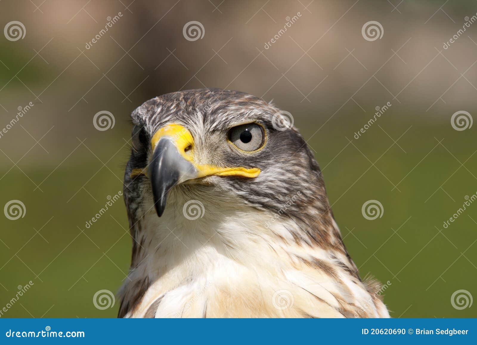 Frontal Head Study of a Ferruginous Hawk. Stock Photo - Image of eagle ...