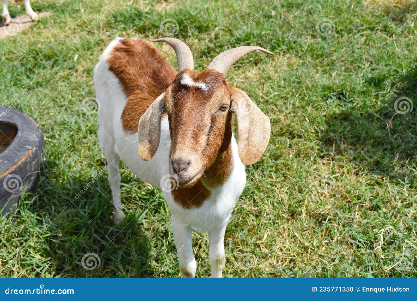 Frontal Image of a Goat Inside a Corral on a Farm Stock Photo - Image ...