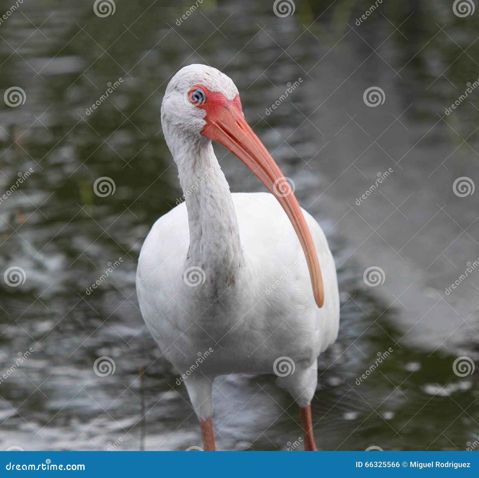 Frontal Image of a White Ibis in the Indian River Stock Photo - Image ...