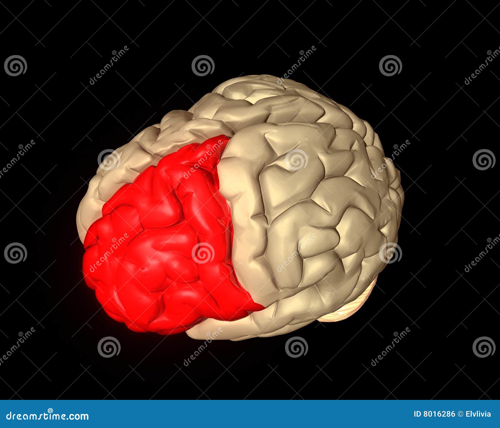 Frontal Lobe Vector Illustration. Labeled Diagram With Brain Part ...