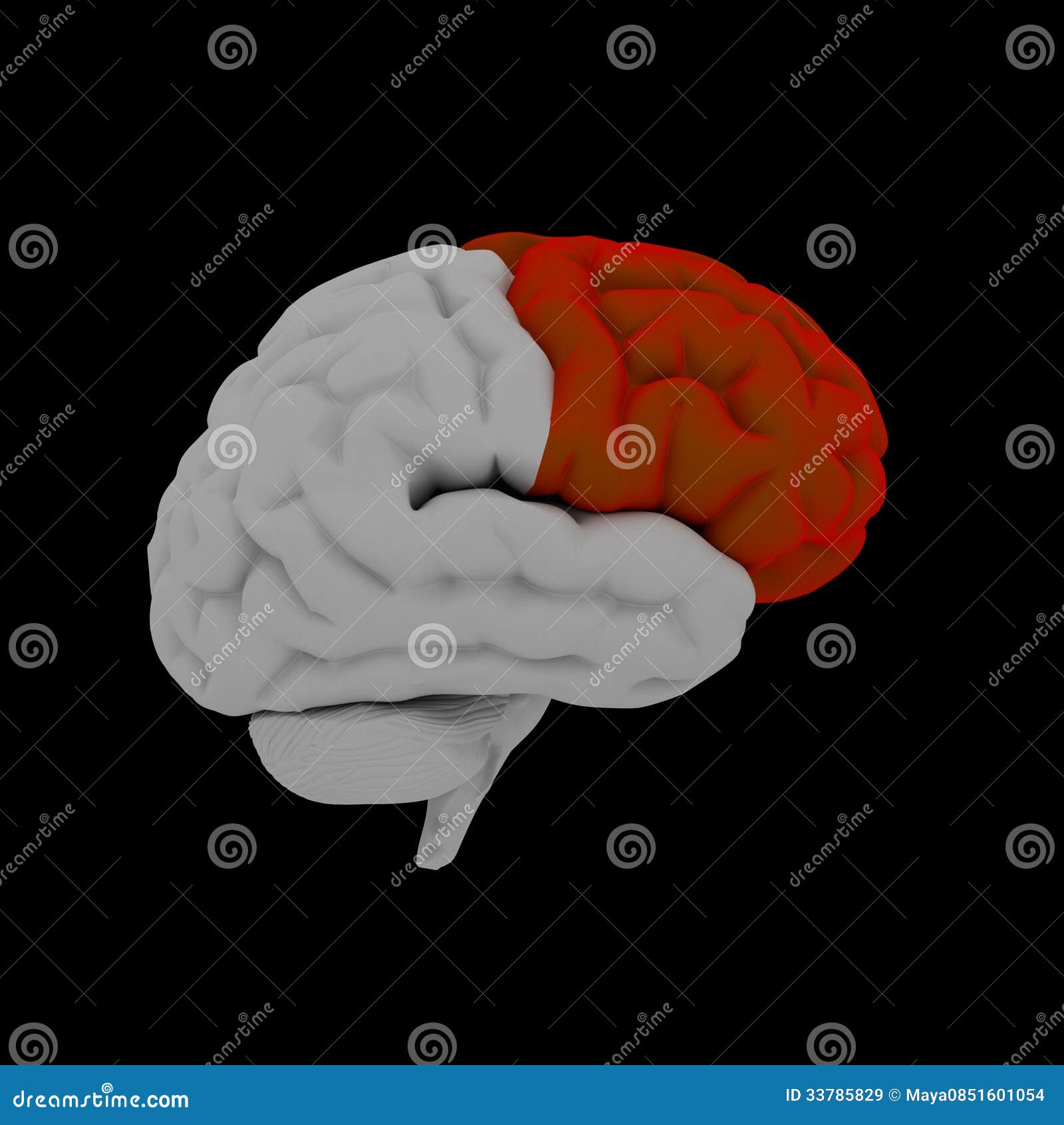 Frontal lobe stock illustration. Illustration of thinking - 33785829