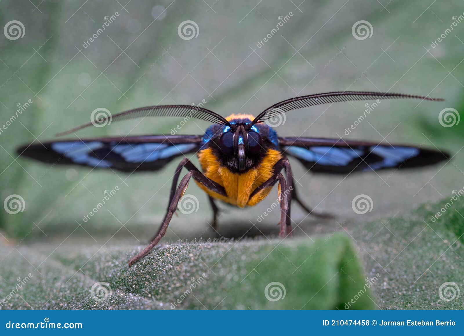 Frontal Look of a Colorful Moth Perched on a Leaf Stock Photo - Image ...