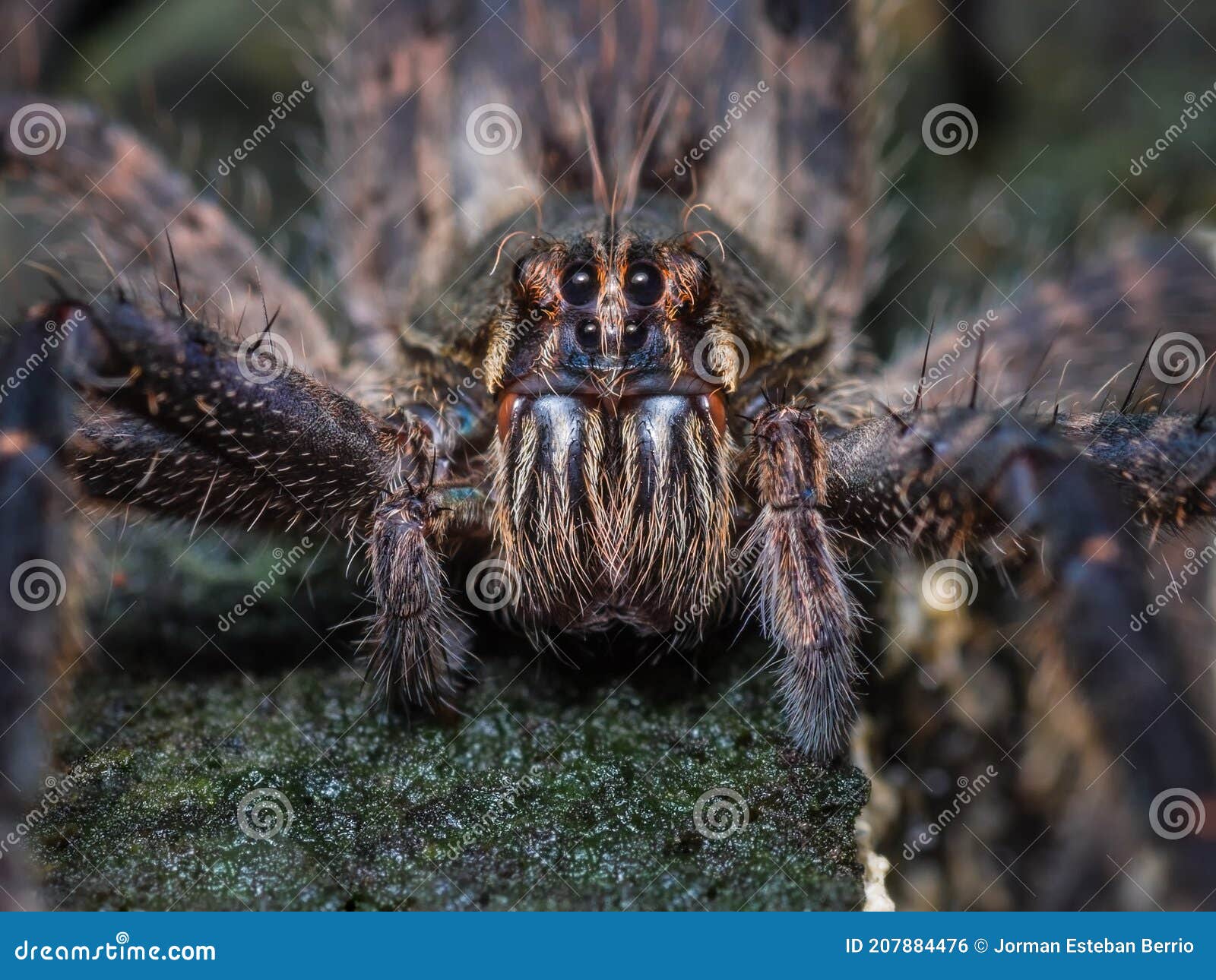 Frontal Look of a Tarantula Stock Photo - Image of animal, spider ...