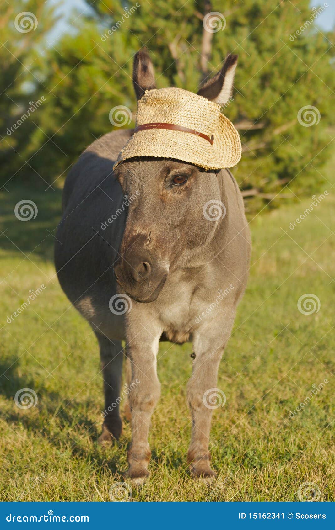 Frontal Miniatura Del Burro Con El Sombrero Imagen de archivo - Imagen ...