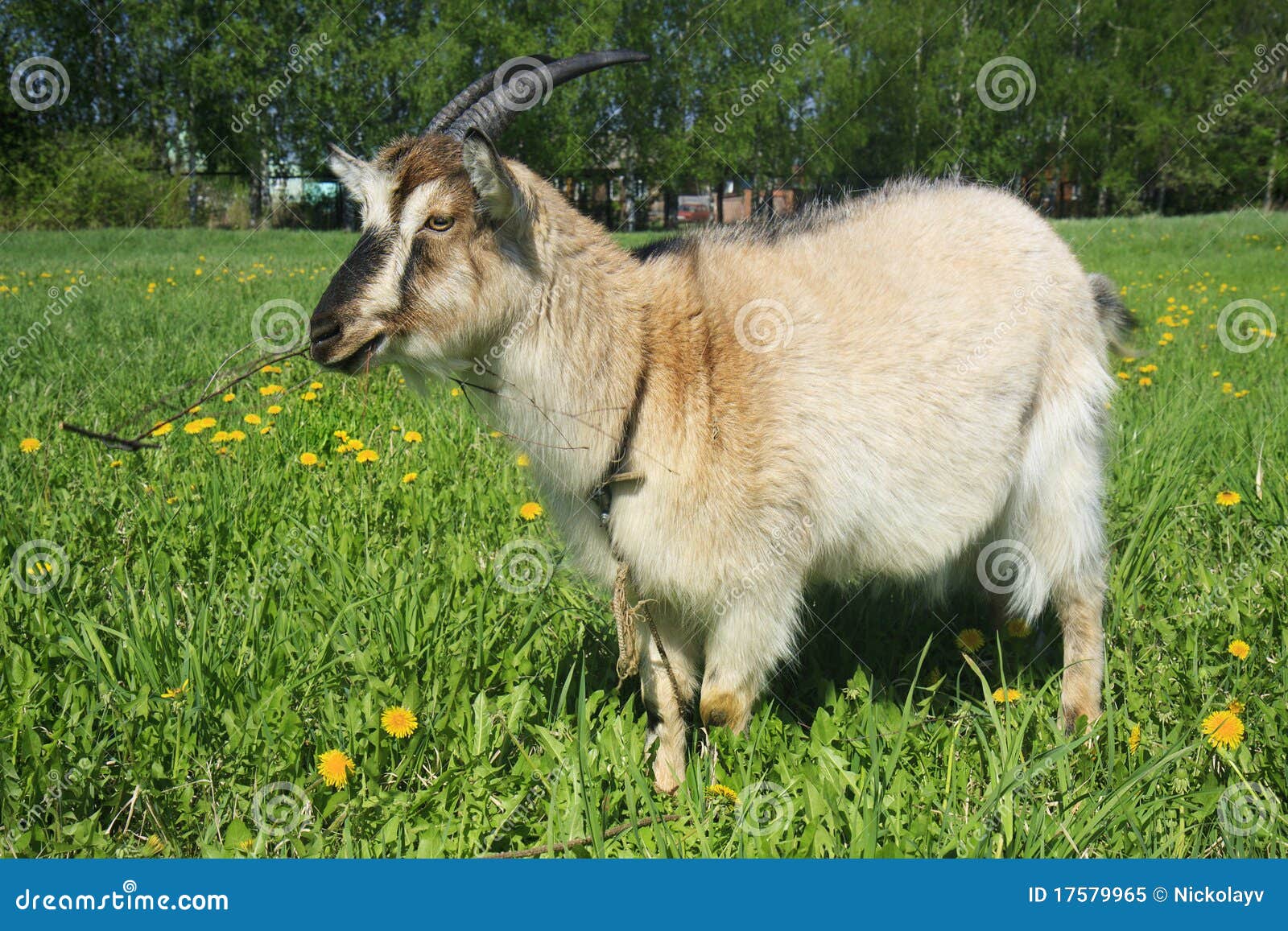 Frontal portrait of a goat stock image. Image of pasture - 17579965