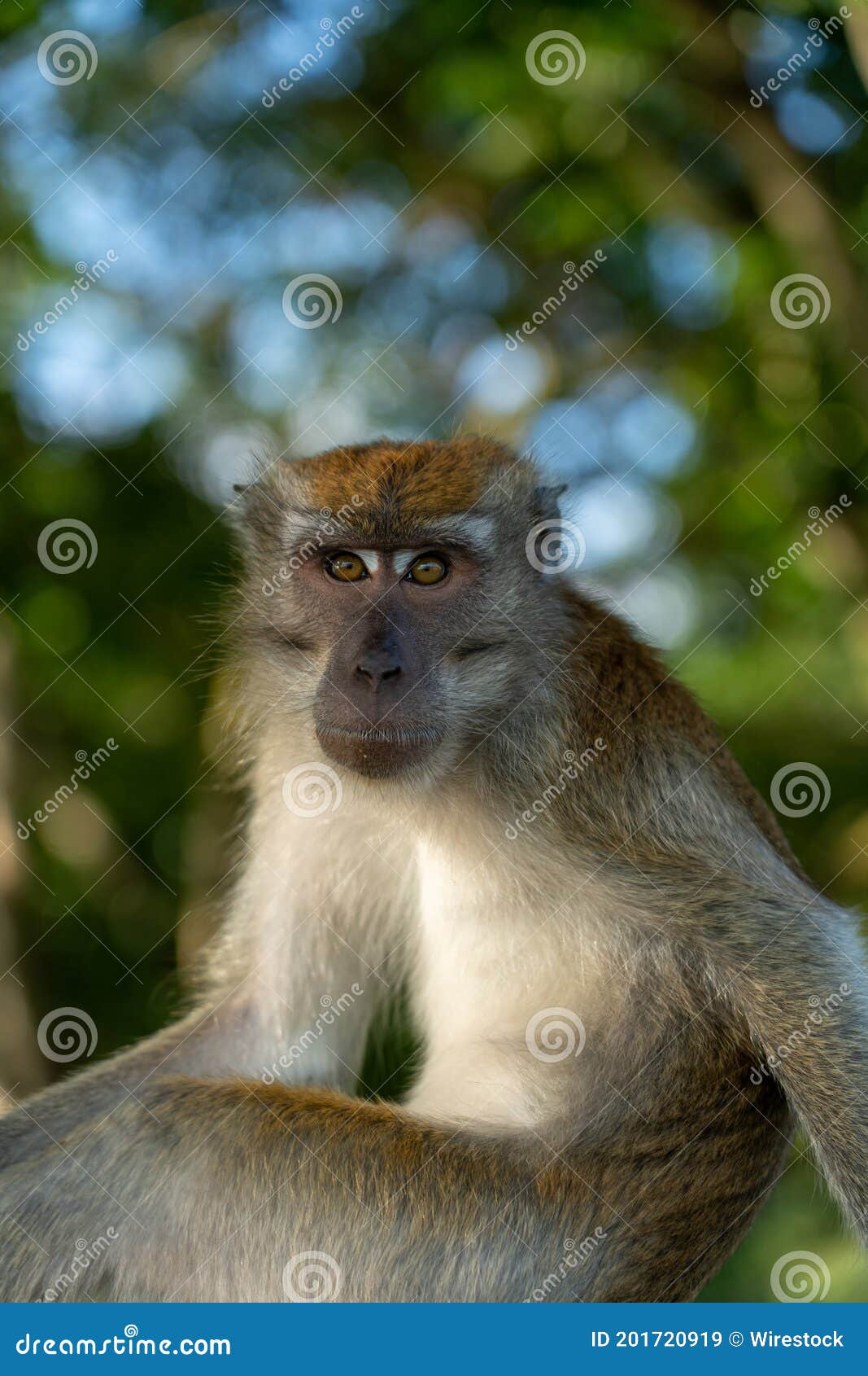 Frontal Portrait Monkey Looking at the Camera Stock Image - Image of ...