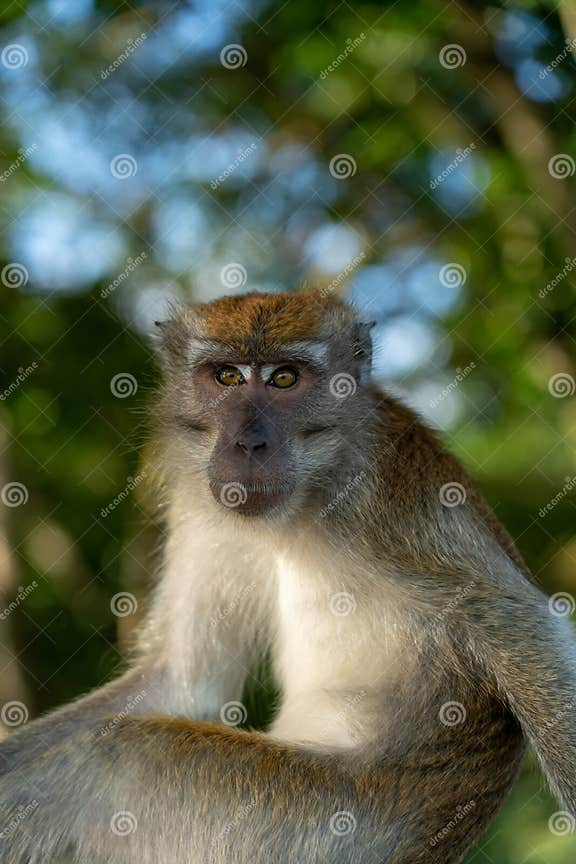 Frontal Portrait Monkey Looking at the Camera Stock Image - Image of ...