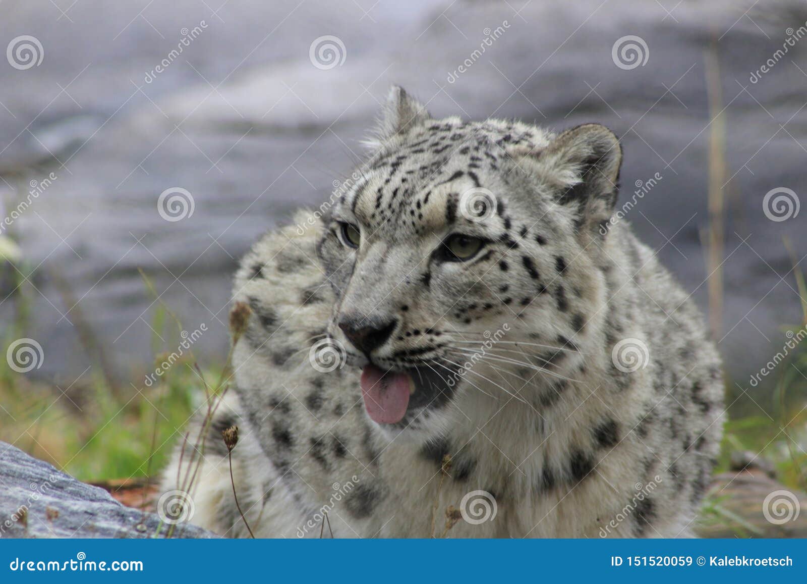 Frontal Portrait of Snow Leopard in Snow Stock Image - Image of ...