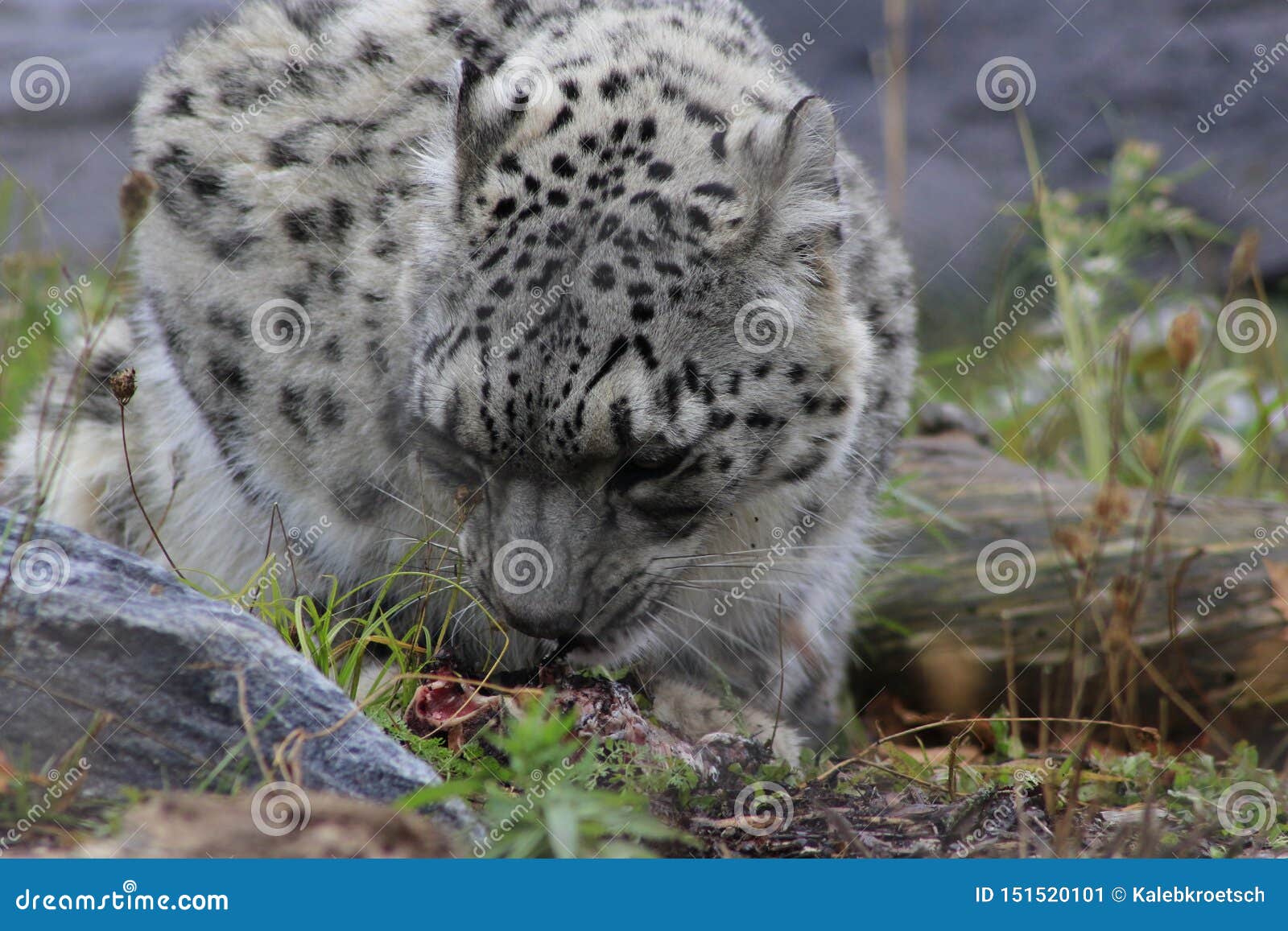 Frontal Portrait of Snow Leopard in Snow Stock Image - Image of black ...