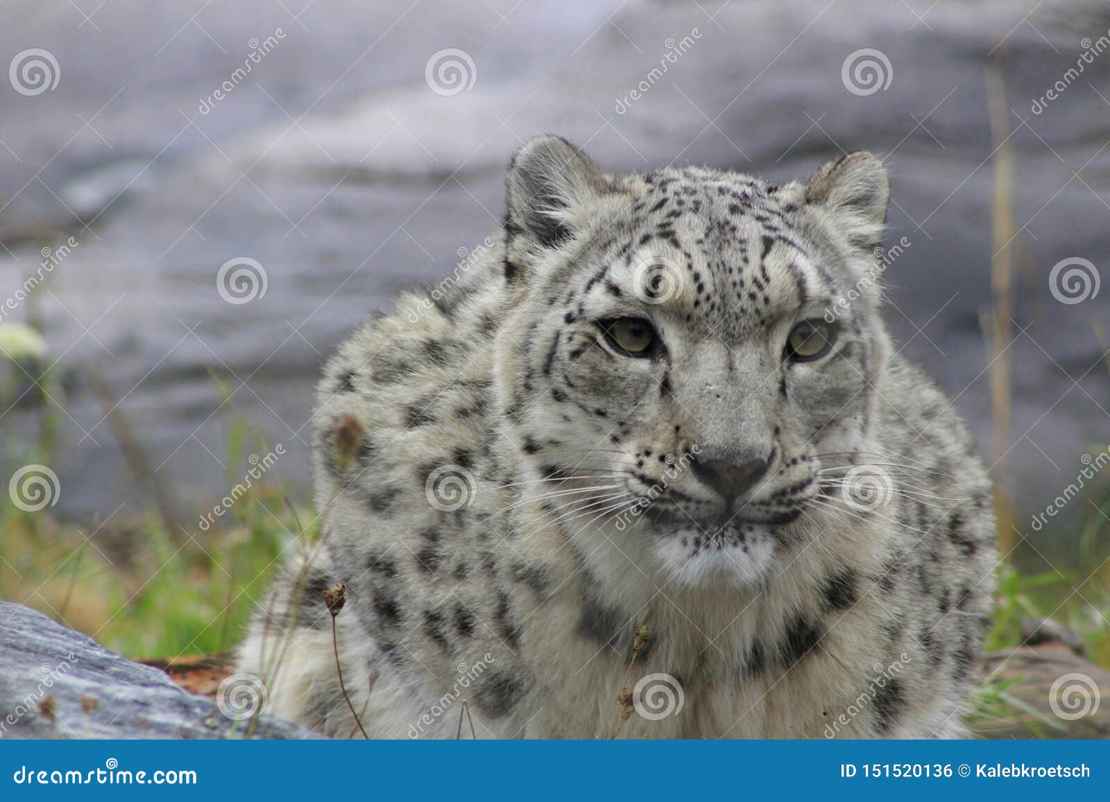 Frontal Portrait of Snow Leopard in Snow Stock Photo - Image of blue ...