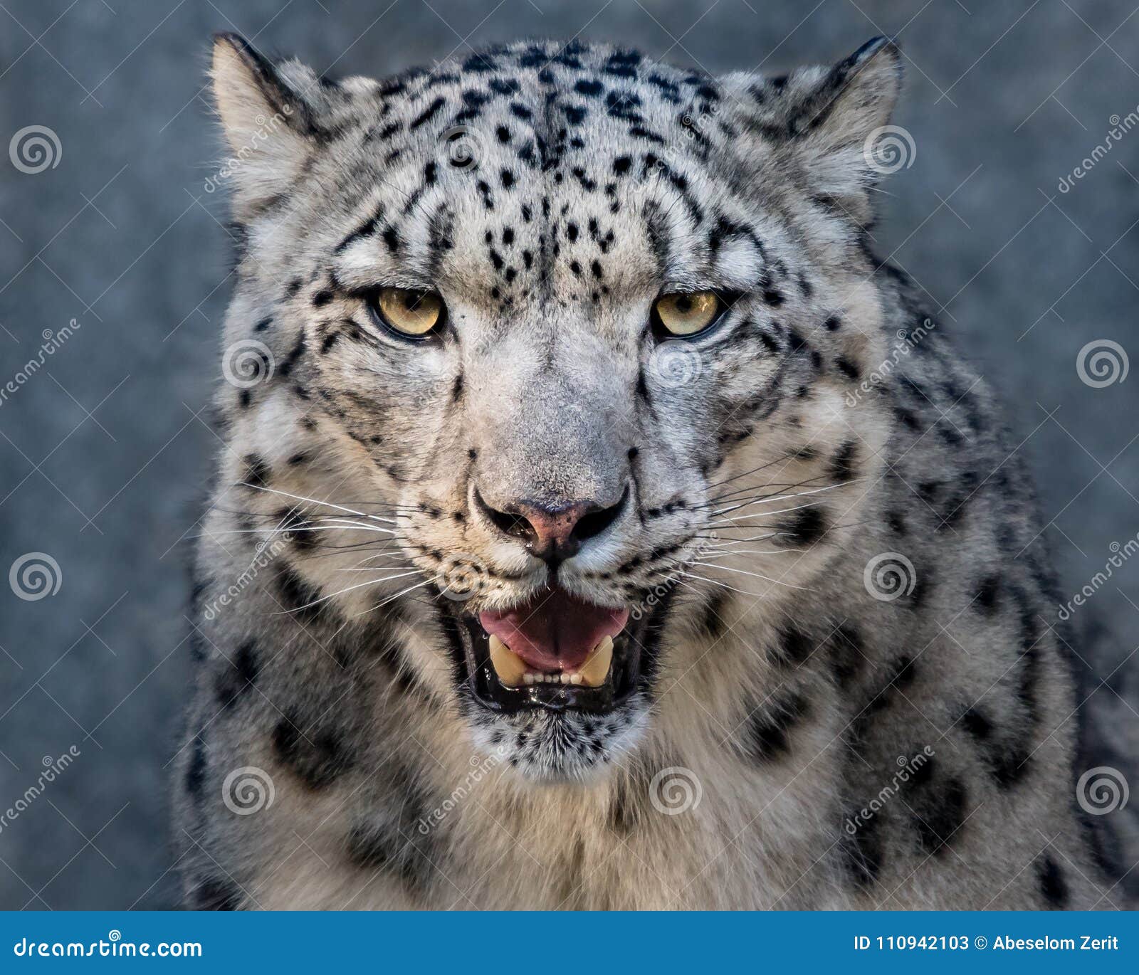 Snow Leopard XXVII stock image. Image of nature, feline - 110942103
