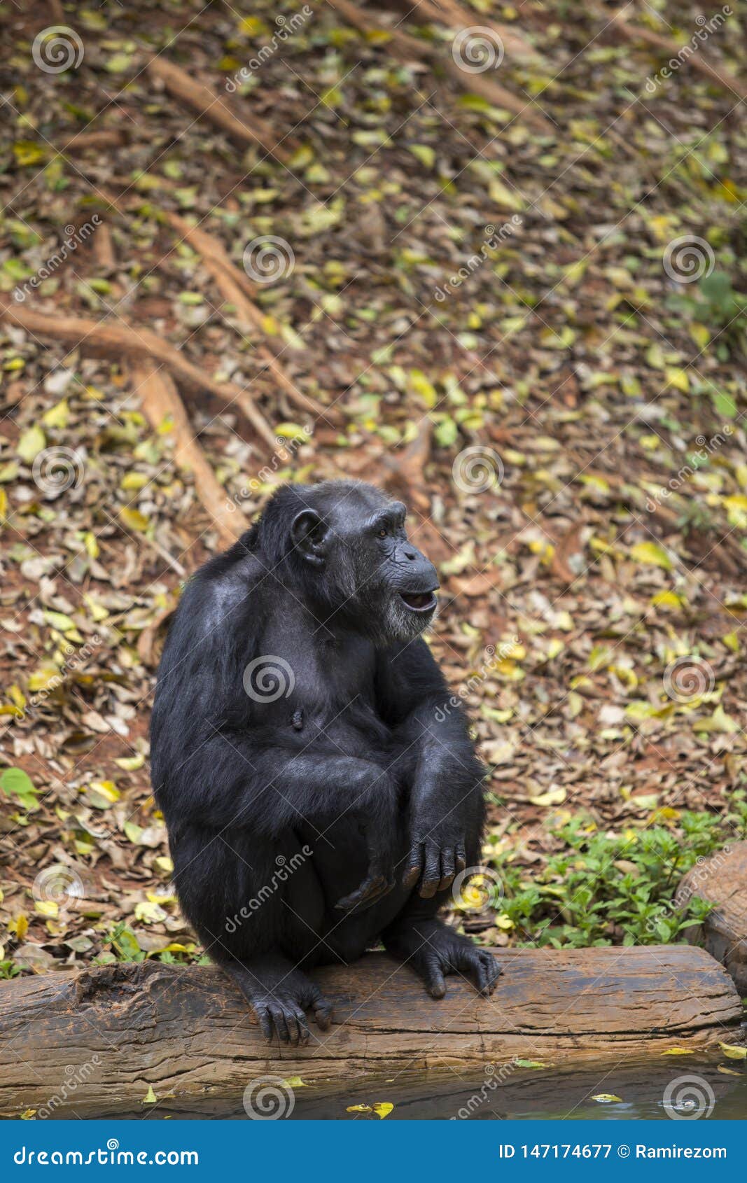 Frontal Portrait of Chimpanzee Stock Image - Image of species, tree ...