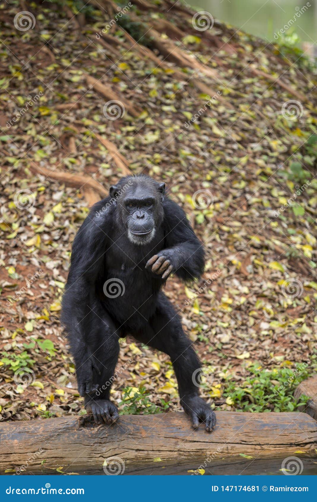 Frontal Portrait of Chimpanzee Stock Image - Image of black, face ...