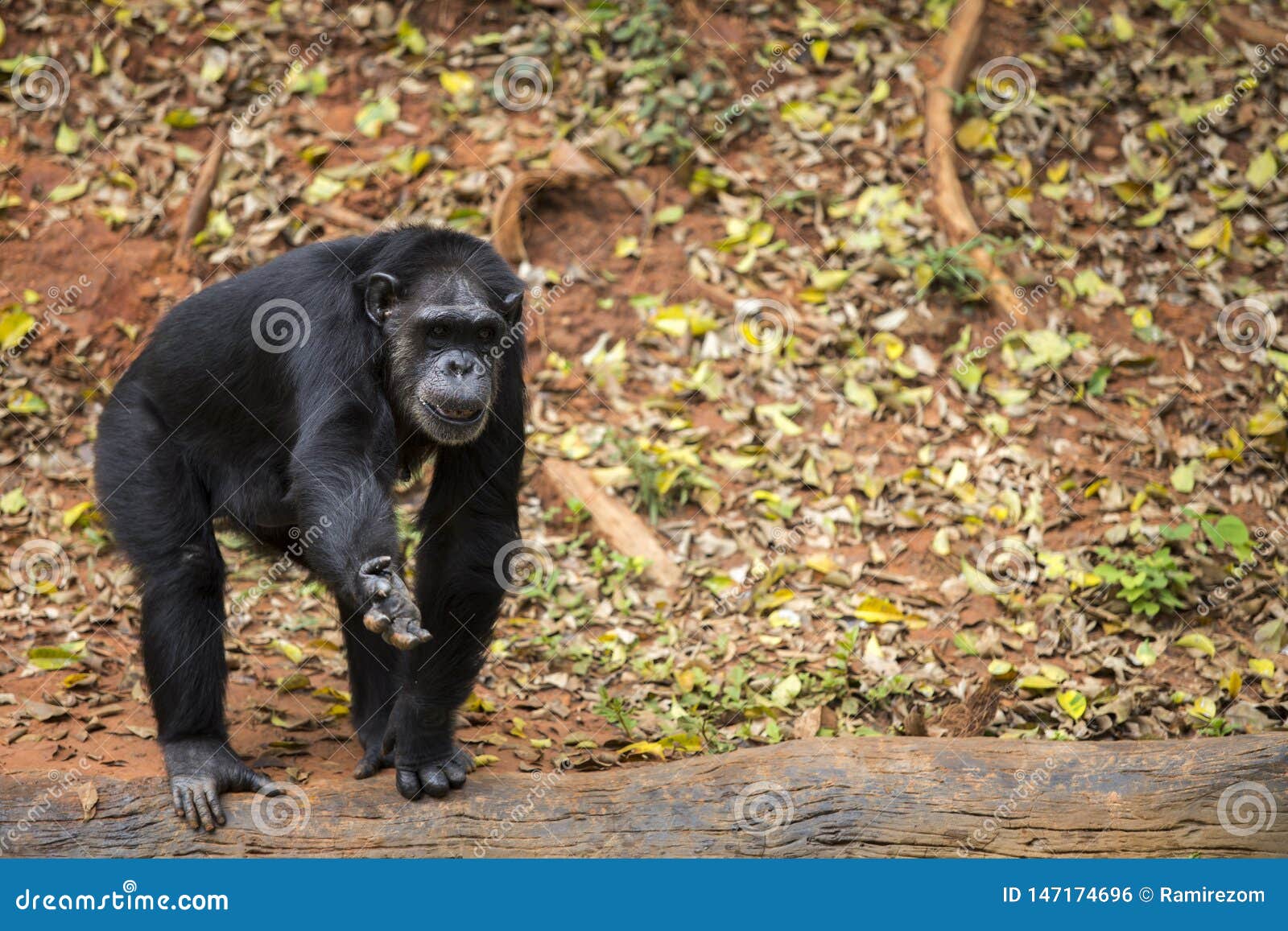 Frontal Portrait of Chimpanzee Stock Photo - Image of animal, nature ...