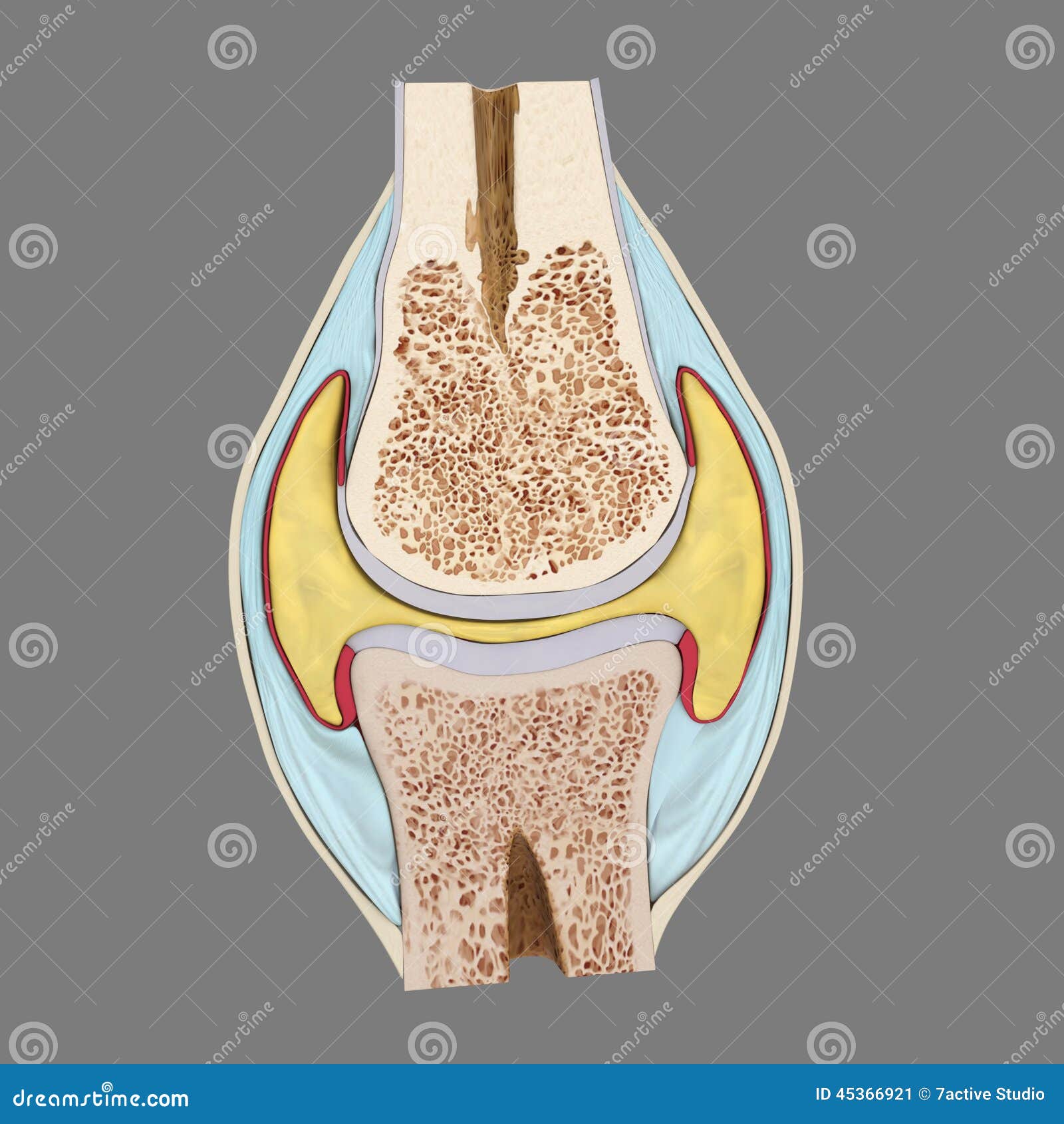 Frontal section stock illustration. Illustration of painful - 45366921