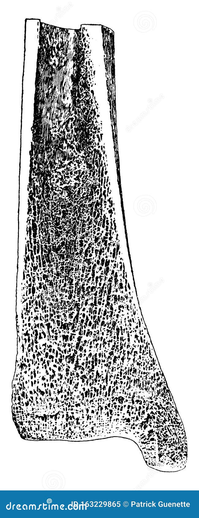 Frontal Section of Lower End of Tibia, Vintage Illustration Stock ...