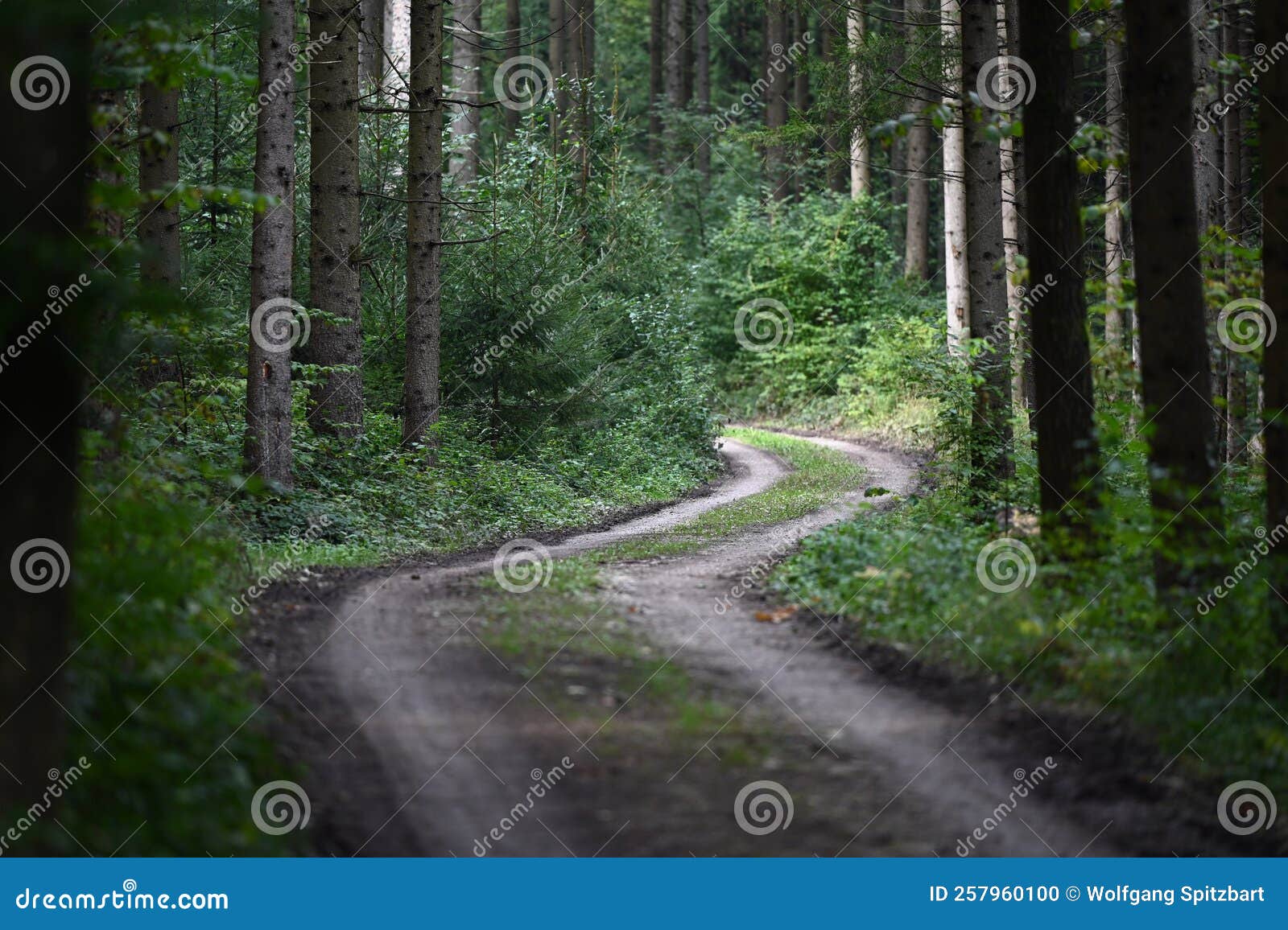 Frontal shot of forest stock photo. Image of farm, industry - 257960100