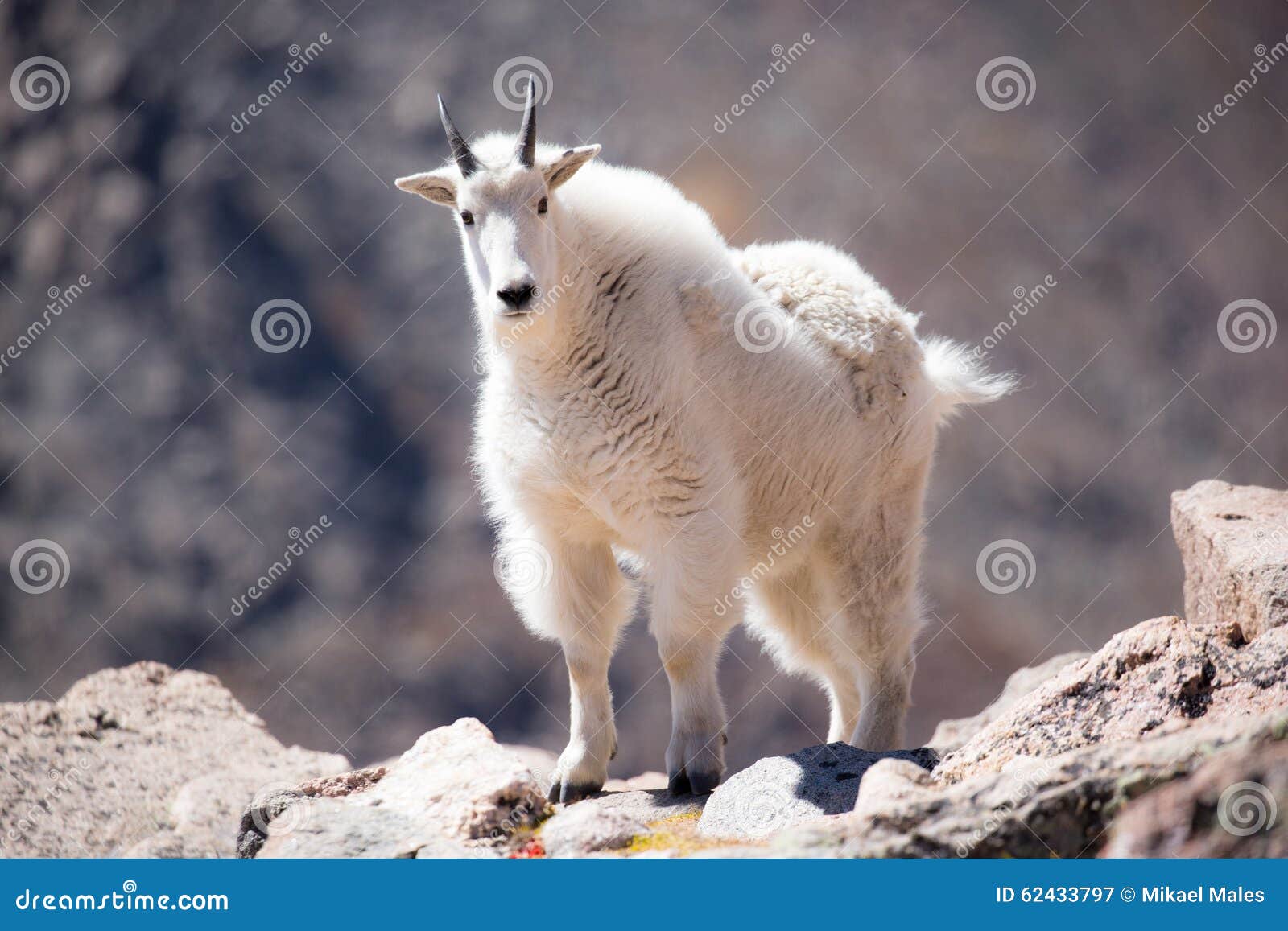 Frontal Shot Mountain Goat Stock Photos - Free & Royalty-Free Stock ...