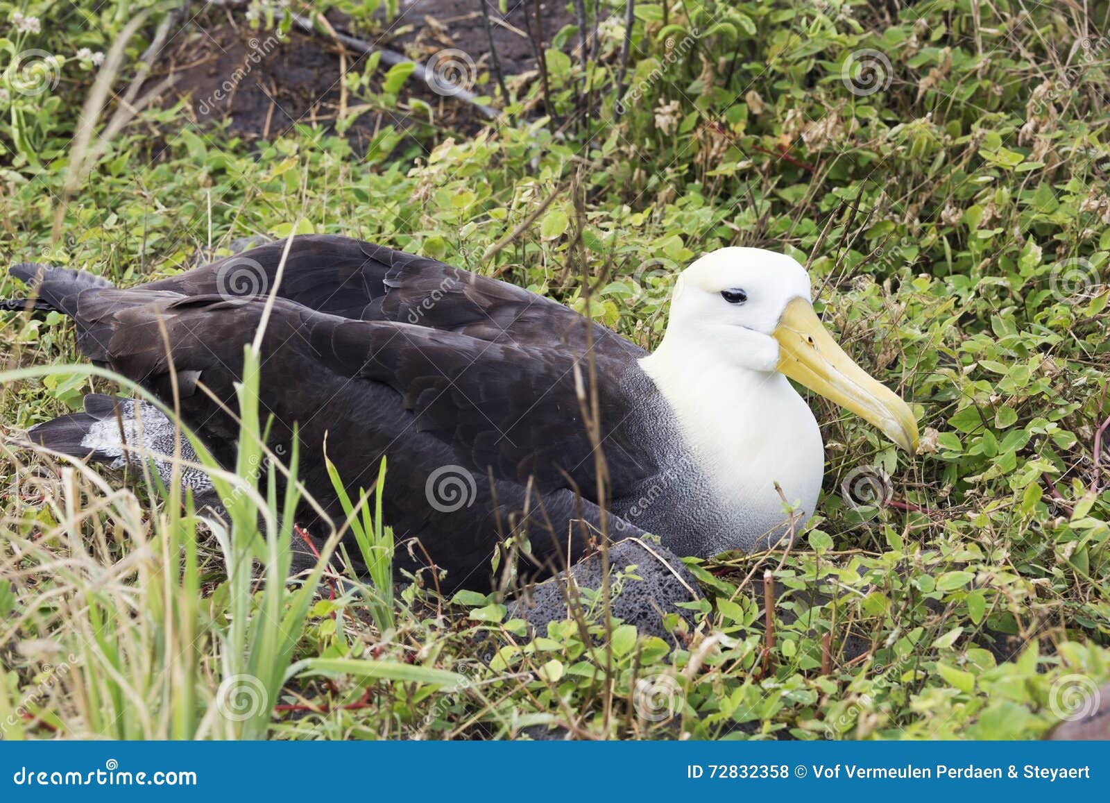 Frontal Side View of a Nesting Albatross Stock Photo - Image of ...