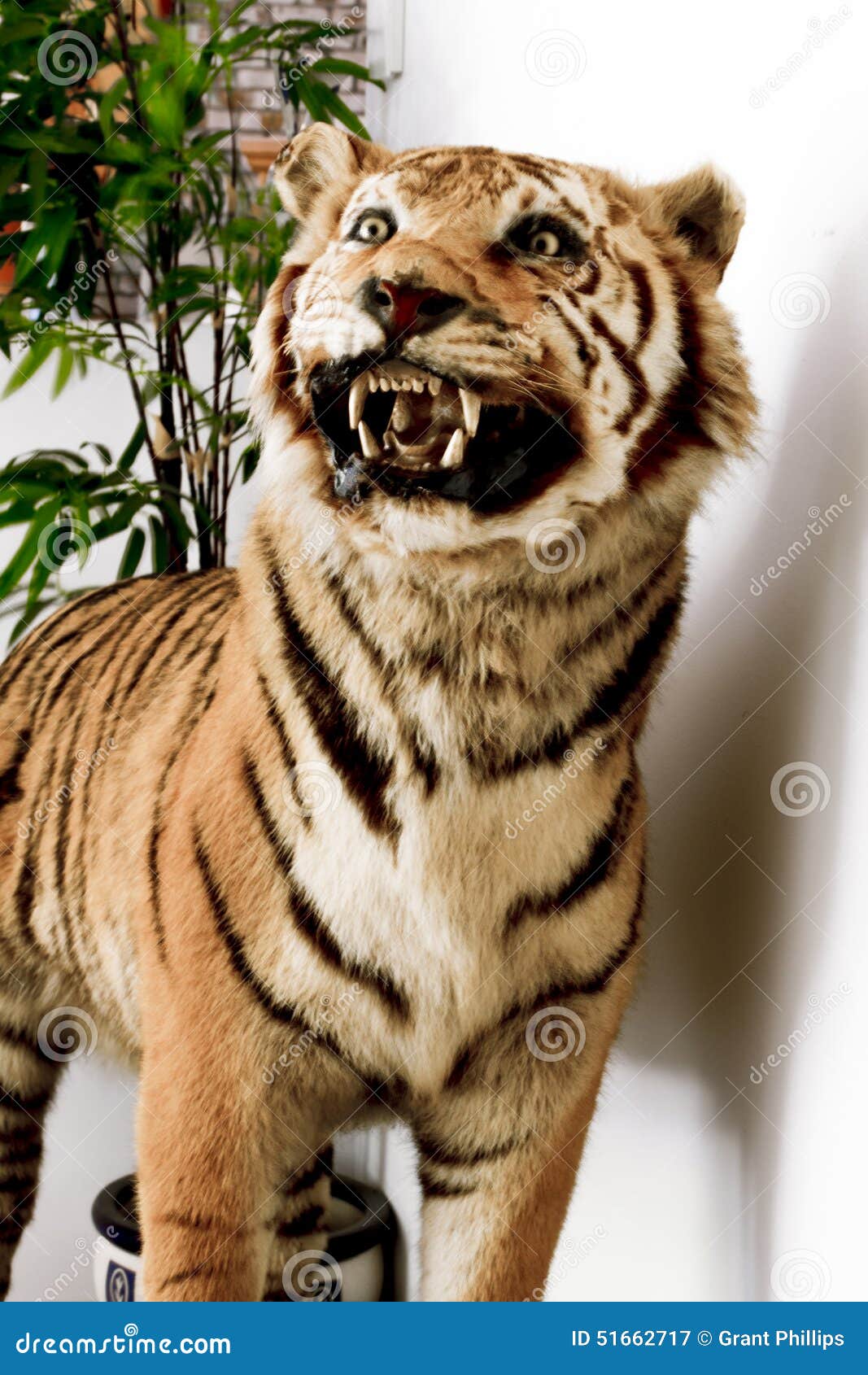 Frontal View of Bengal Tiger Stock Image - Image of aggressive, brown ...