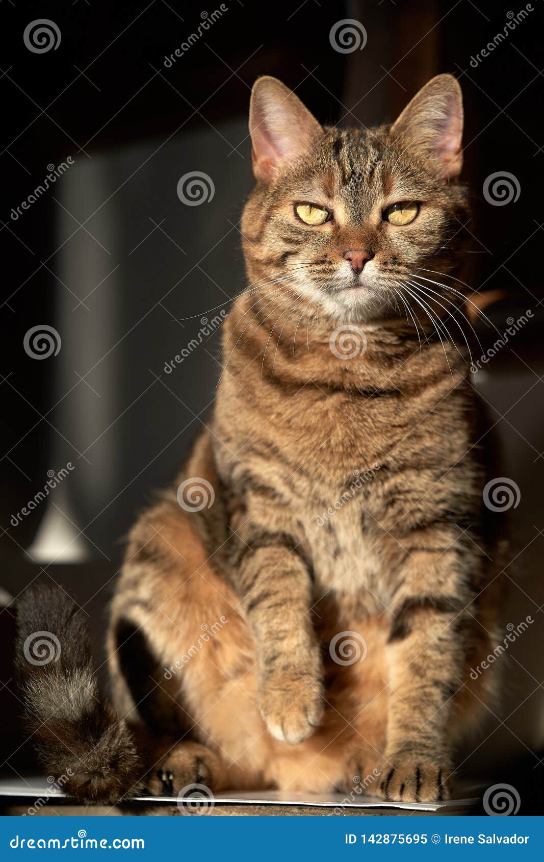 Frontal view of cat stock image. Image of frontal, mammal - 142875695