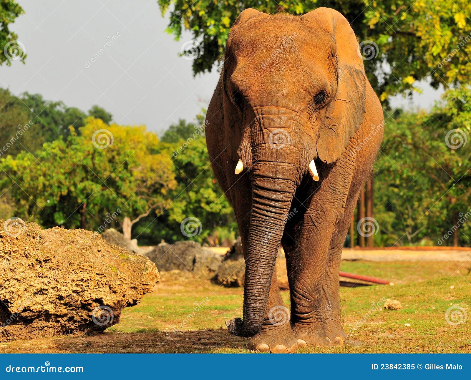Frontal View of an Elephant (Horizontal) Stock Image - Image of large ...